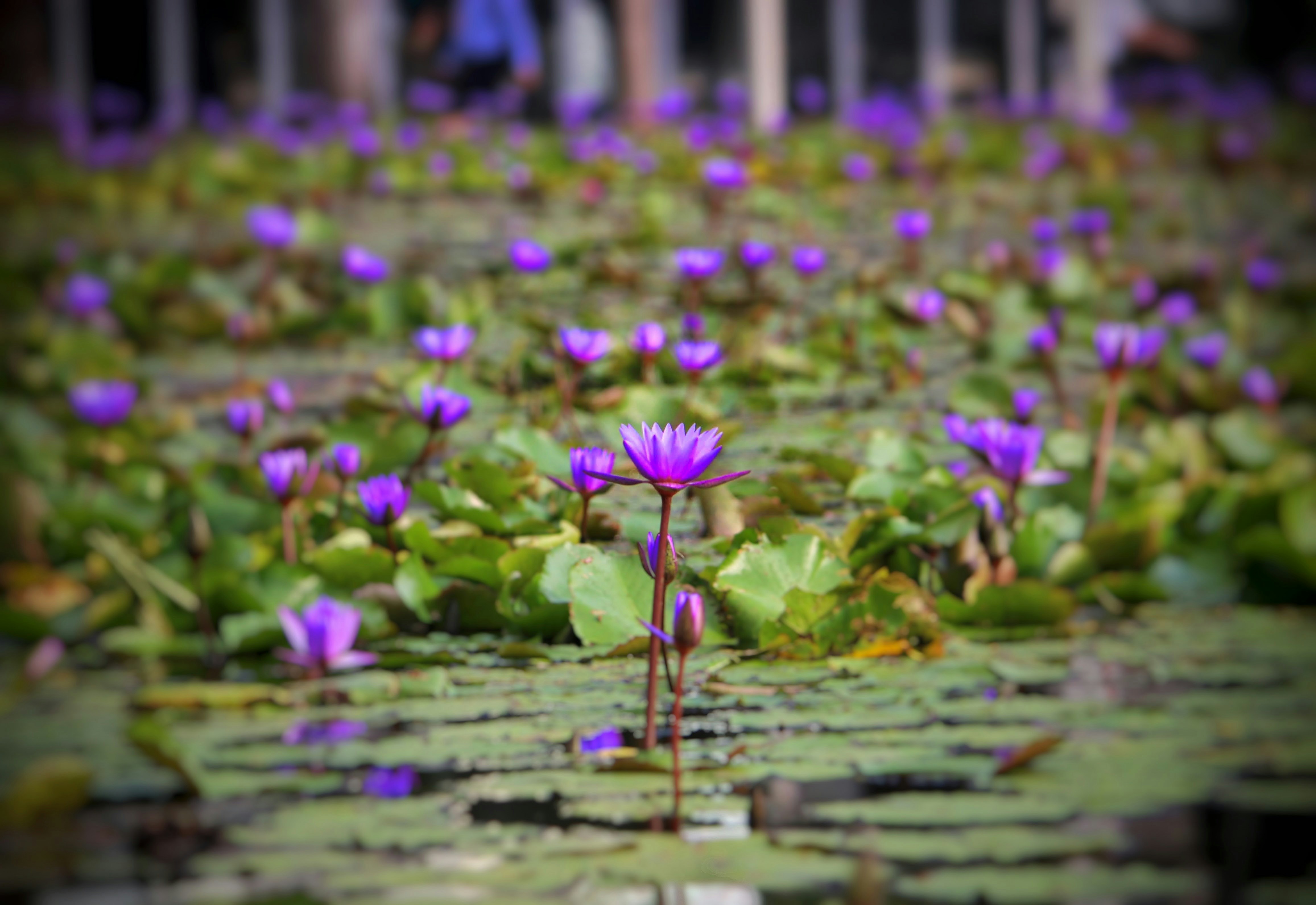 Lily Pad Care and Growth Tips | Living Water Aeration