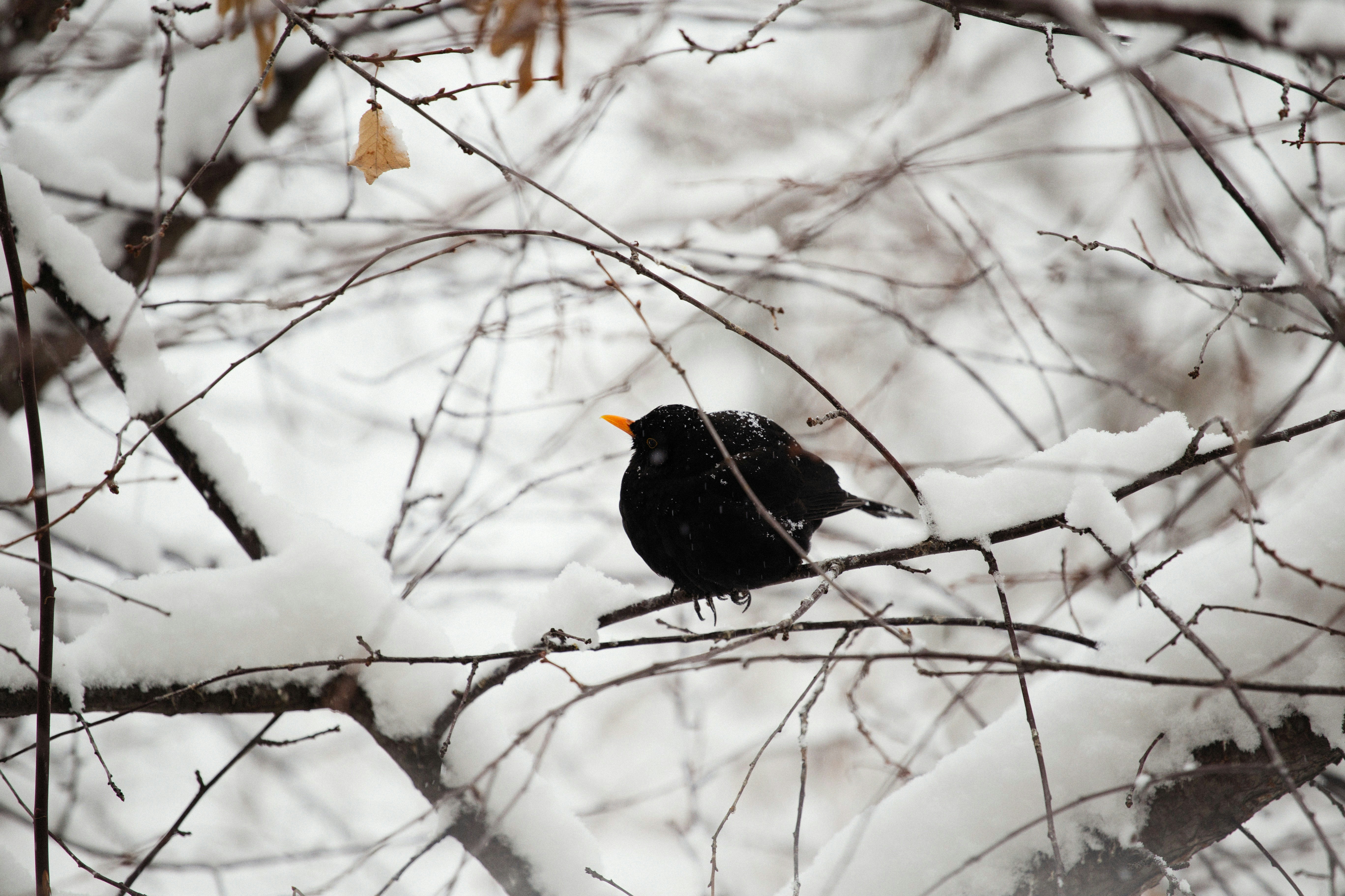 Midwinter Sentinel: Crow Perched Among Snow-Dusted Branches