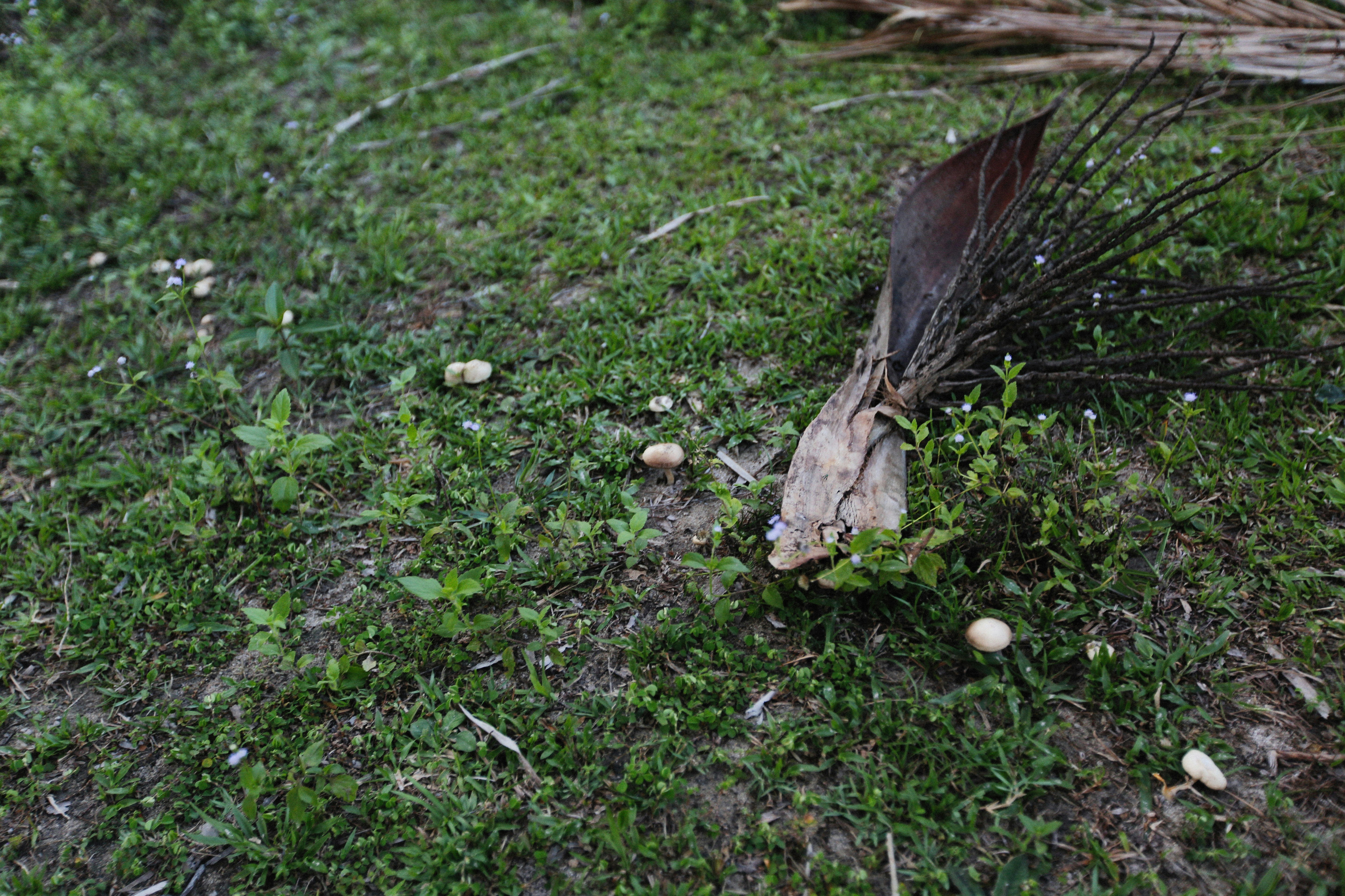 A bird's tail laying on the ground in the grass photo – Free Grey Image ...