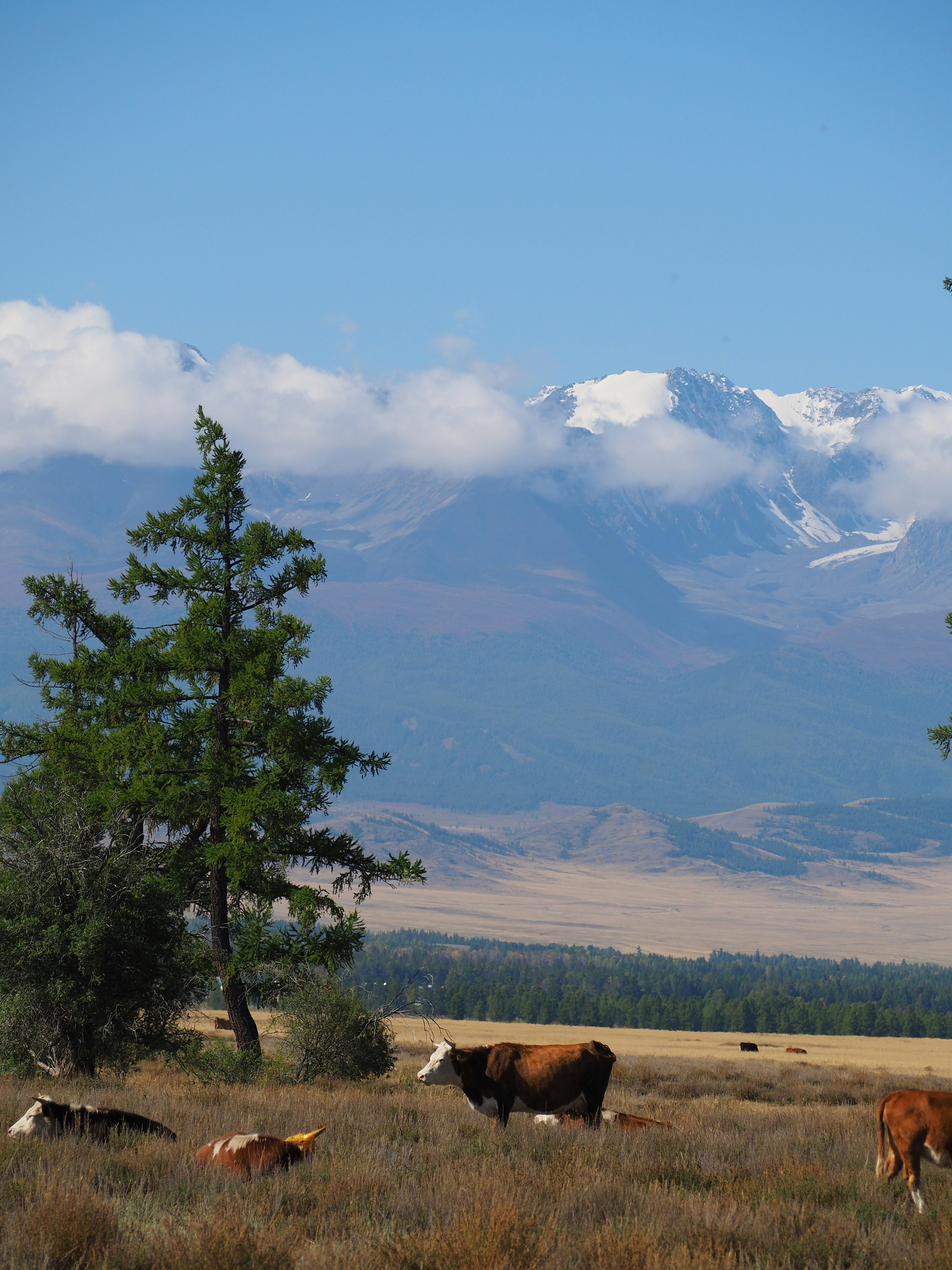 Grazing Herd at Foot of Snow-Dusted Peaks