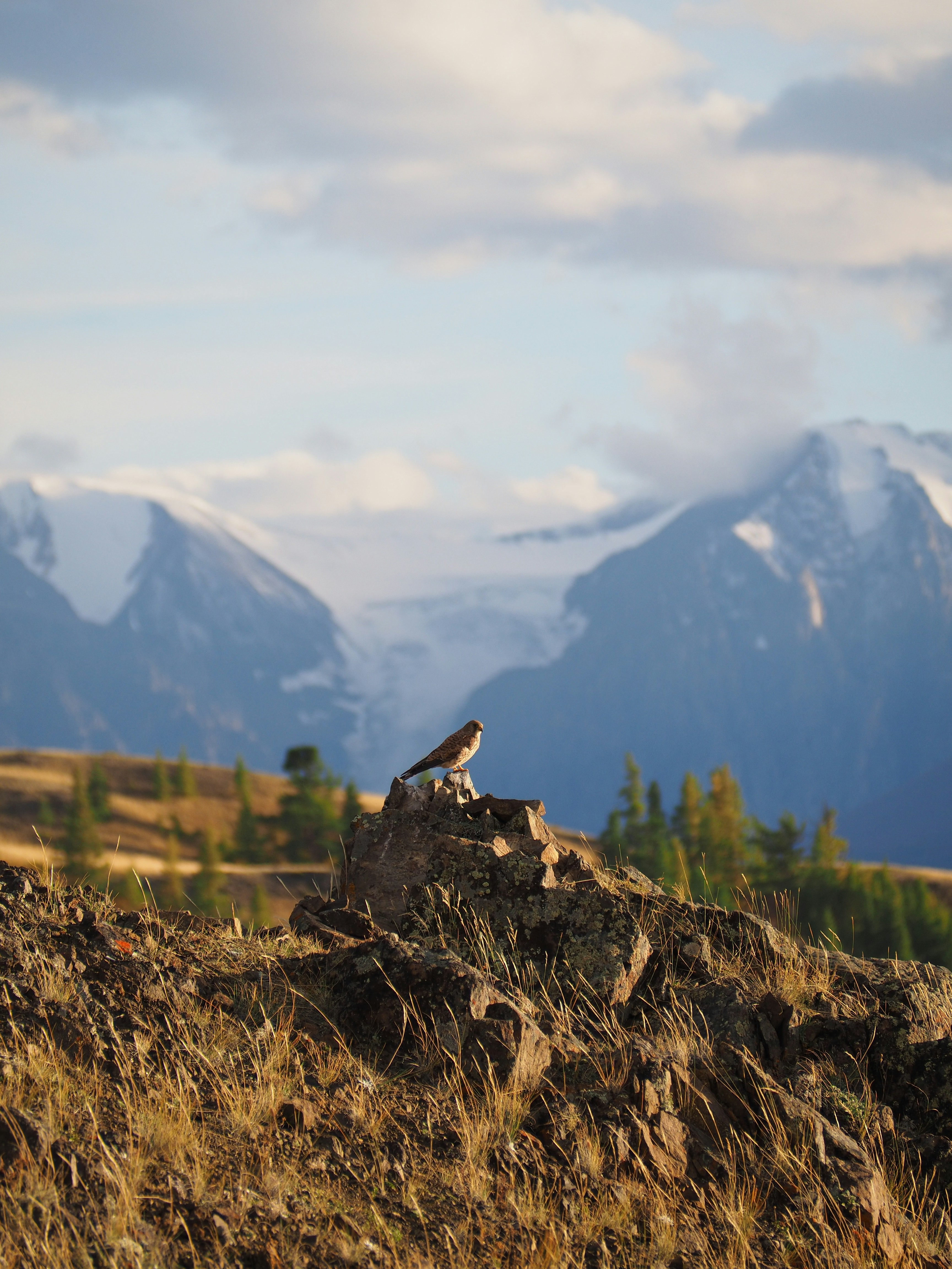 A bird perched on a rocky outcrop, overlooking a majestic mountain range with snow-capped peaks and lush greenery below.