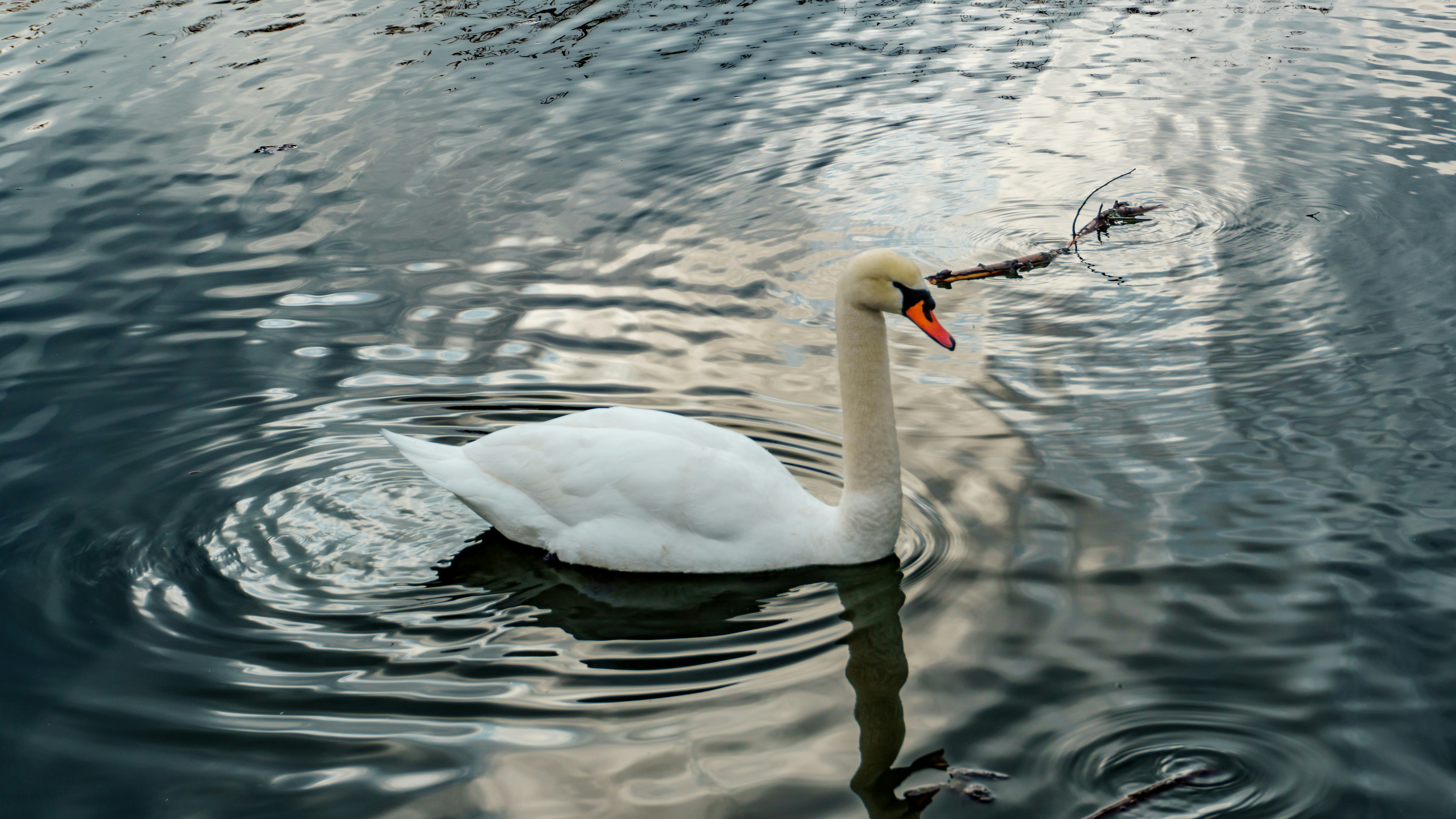 A graceful swan gliding across a rippling pond, delicately holding a twig in its beak. The serene water reflects the soft hues of the sky.