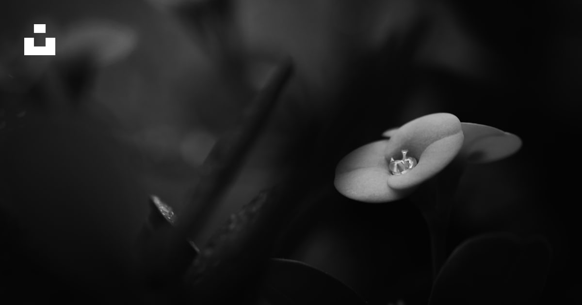 花の白黒写真の写真 Unsplashの無料黒と白の花写真