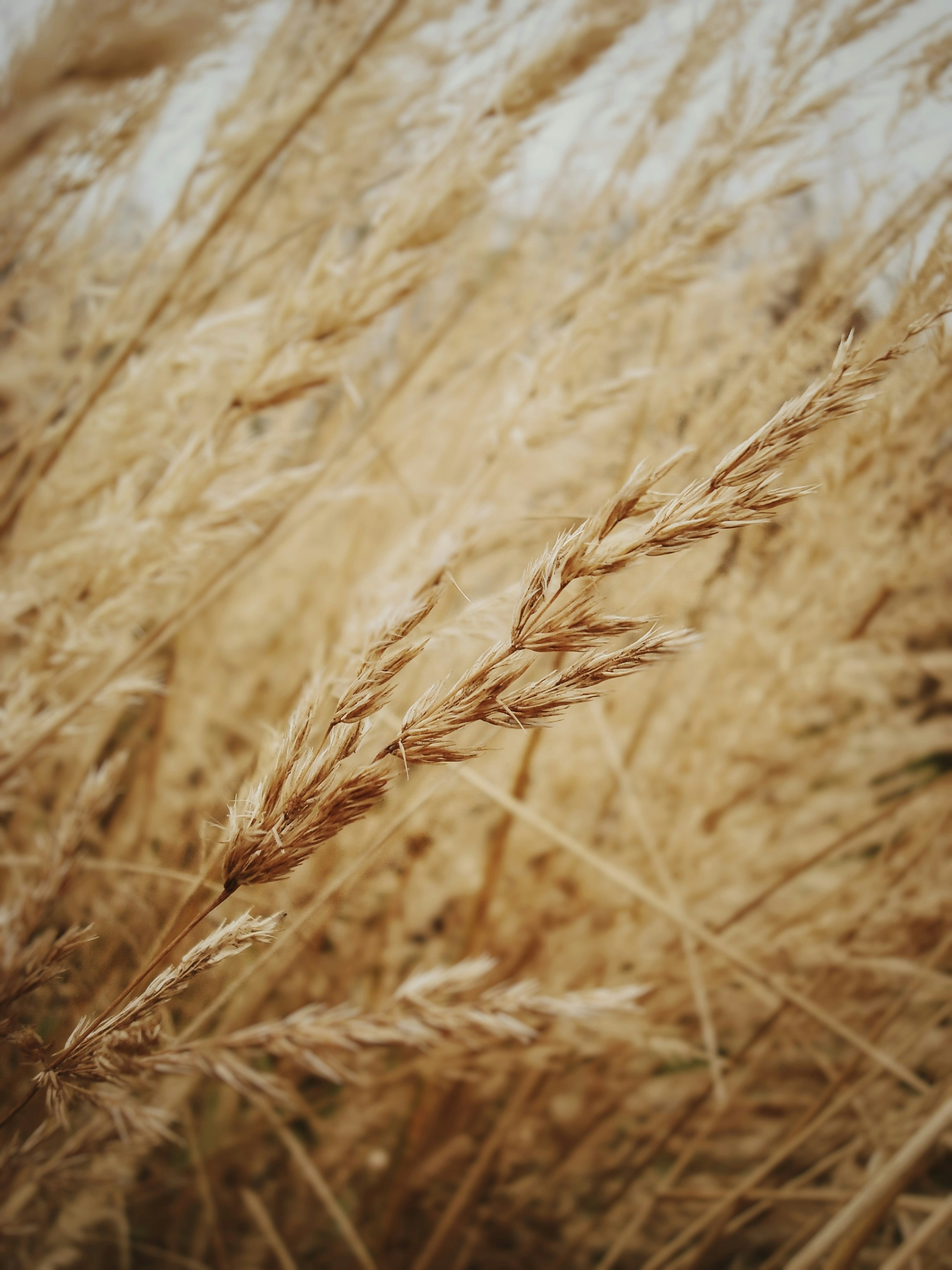 A close up of a bunch of tall grass photo – Free Wallpaper Image on ...