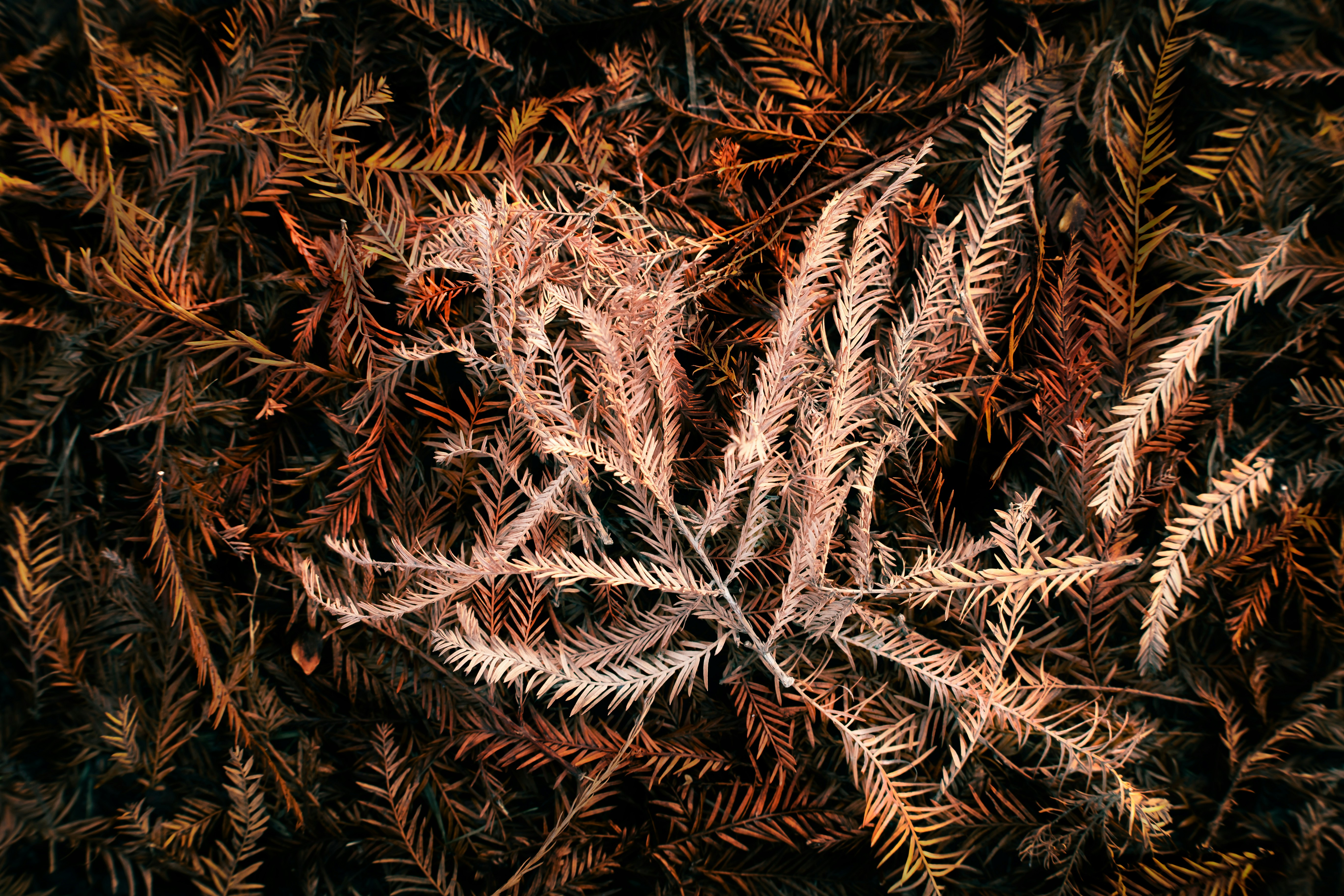 Delicate white ferns interspersed among a rich tapestry of autumn leaves, showcasing nature's seasonal transition.