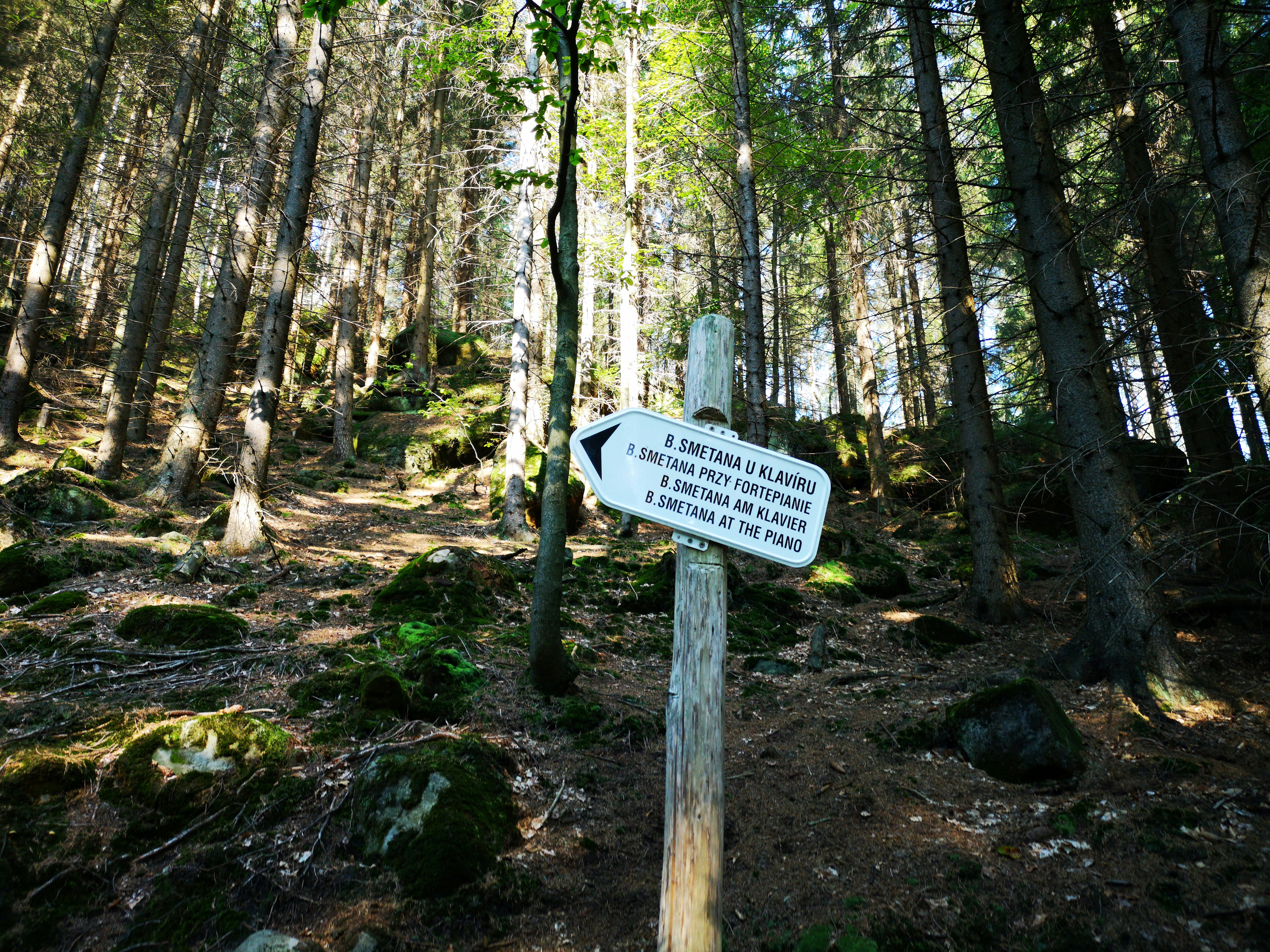 Wooden signpost pointing towards various hiking trails amidst a dense forest of towering trees and mossy ground.