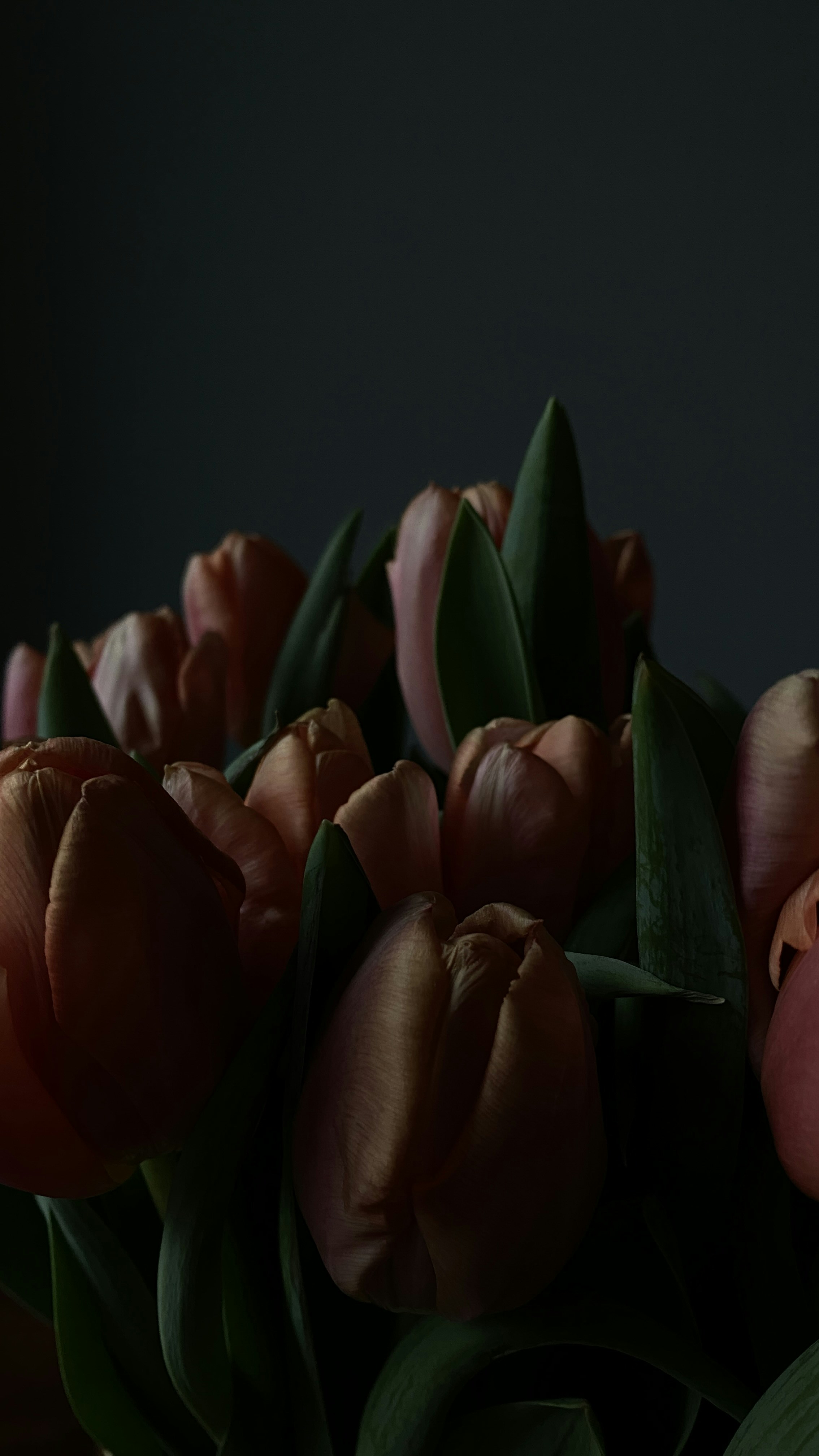 A bouquet of soft pink tulips with lush green leaves, partially illuminated against a dark background, creating a serene atmosphere.