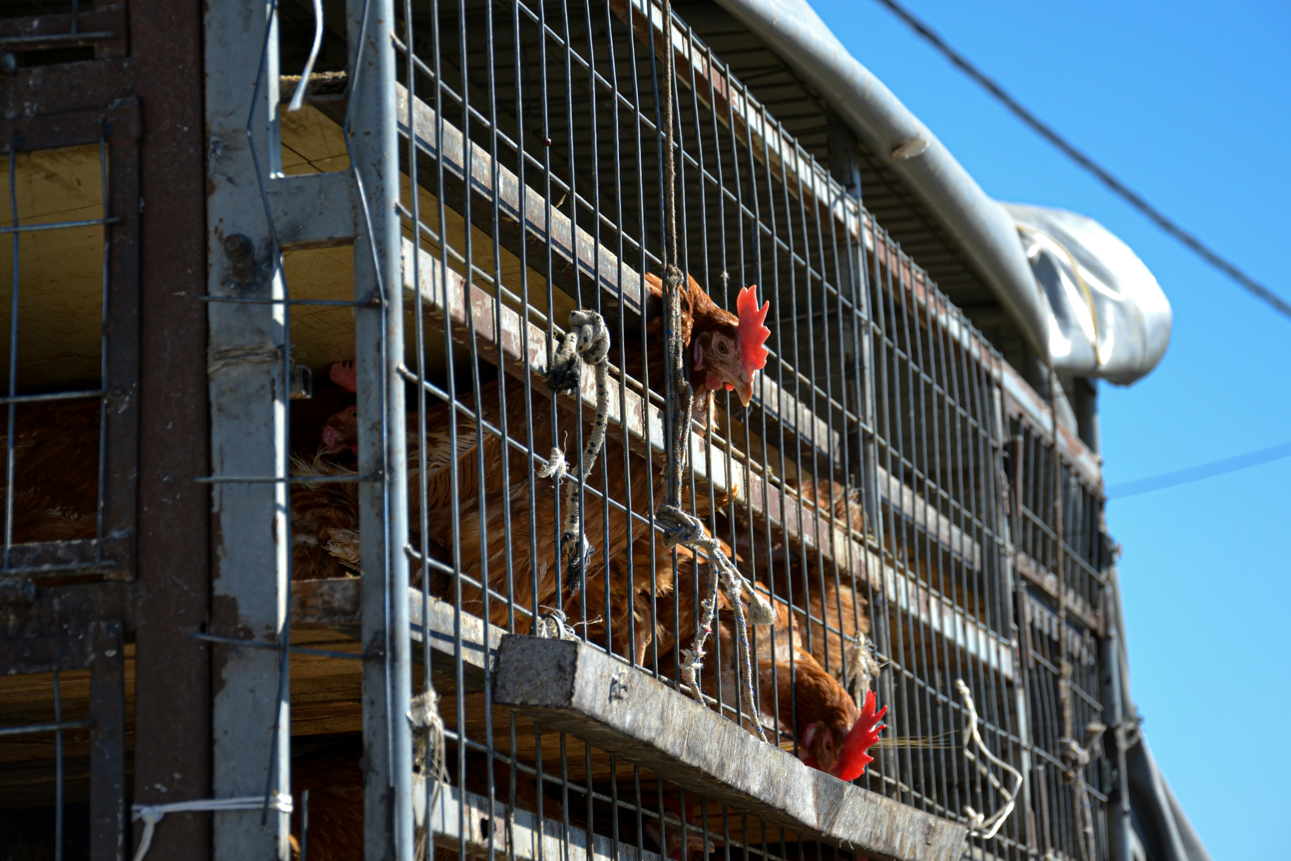 Caged hens peering through a metal enclosure, showcasing their vibrant combs against a clear blue sky.
