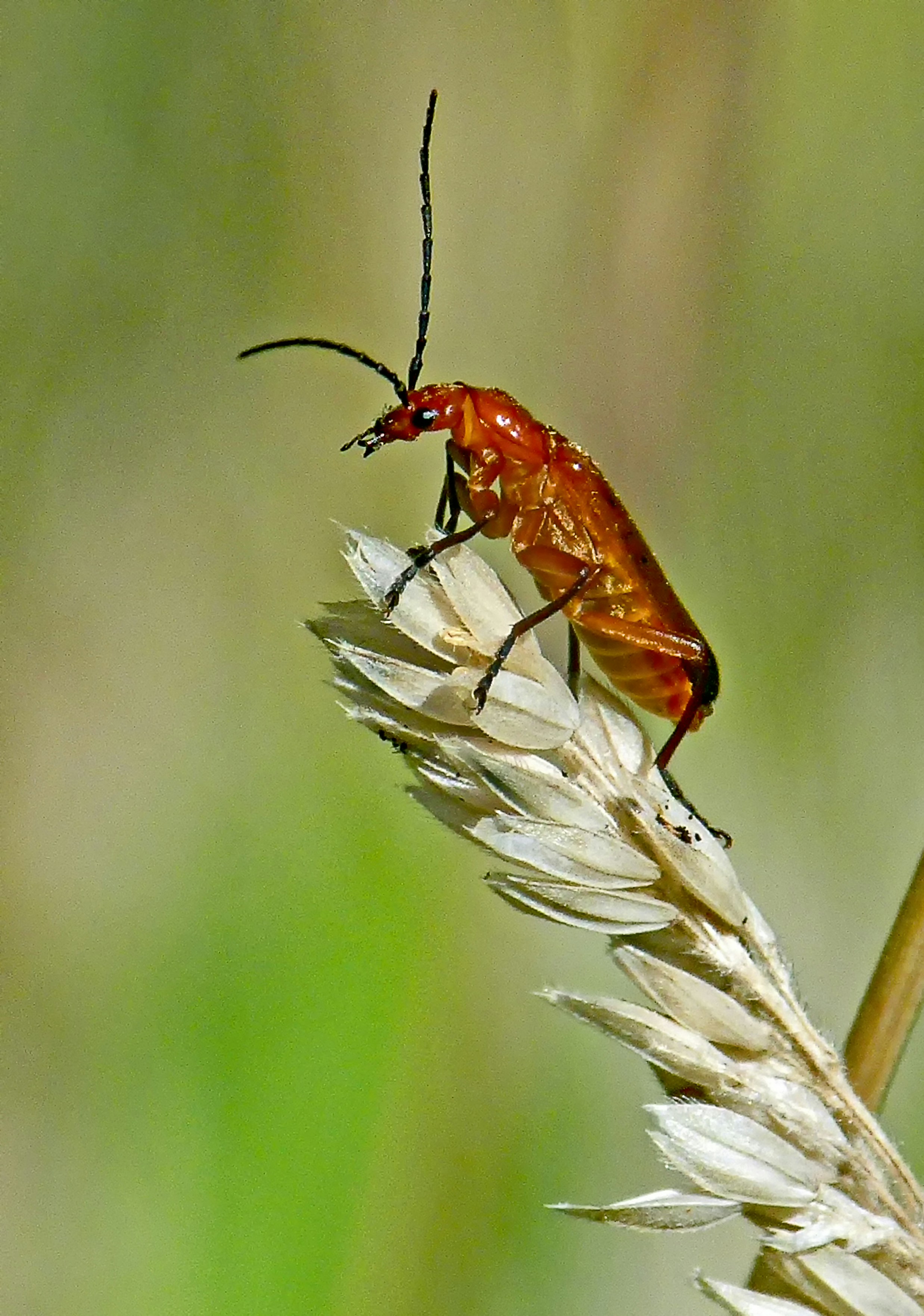 A vibrant scarlet beetle perched on a delicate grass stalk, showcasing its intricate features against a blurred background.