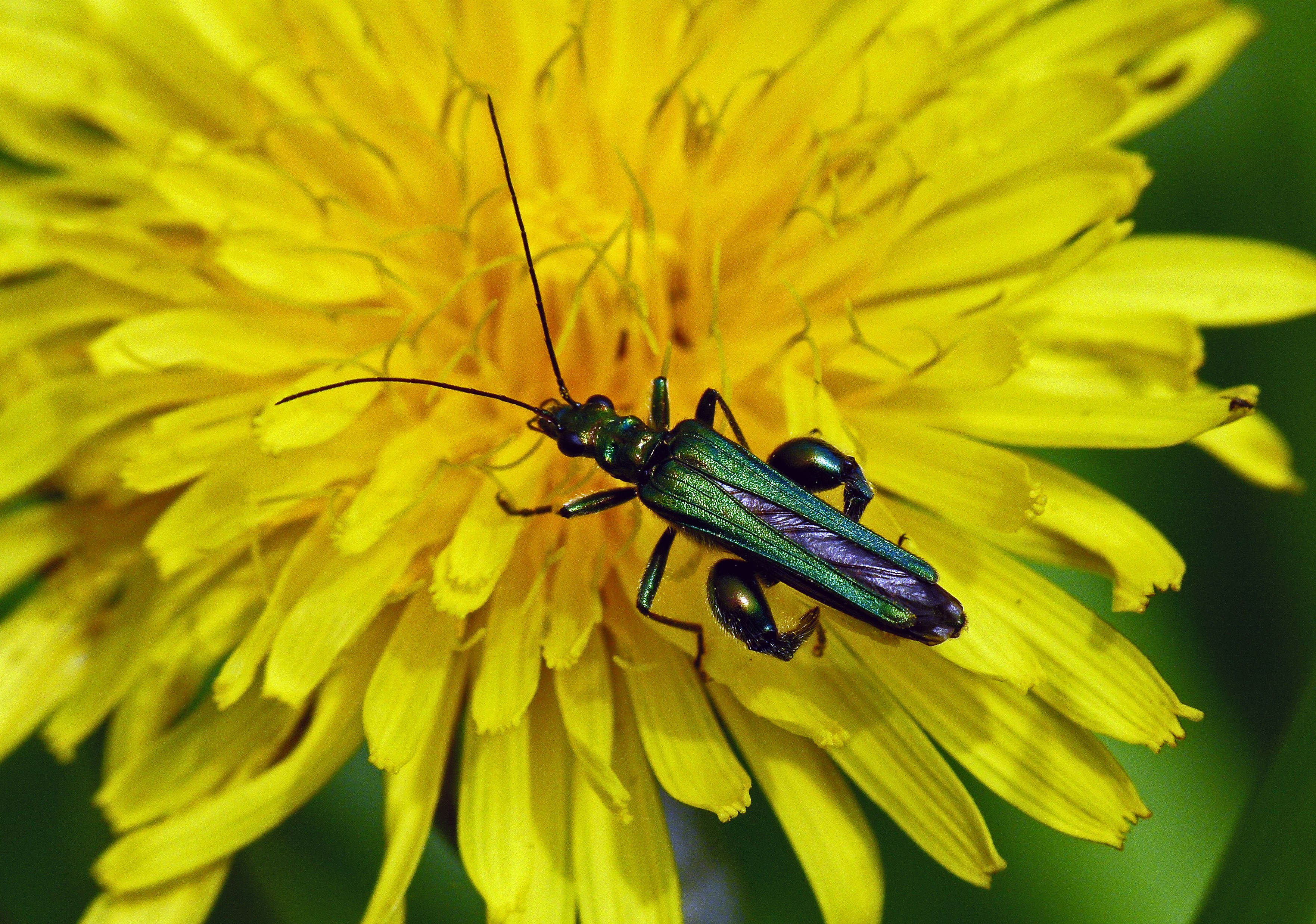 Emerald Beetle on a Sunlit Yellow Bloom