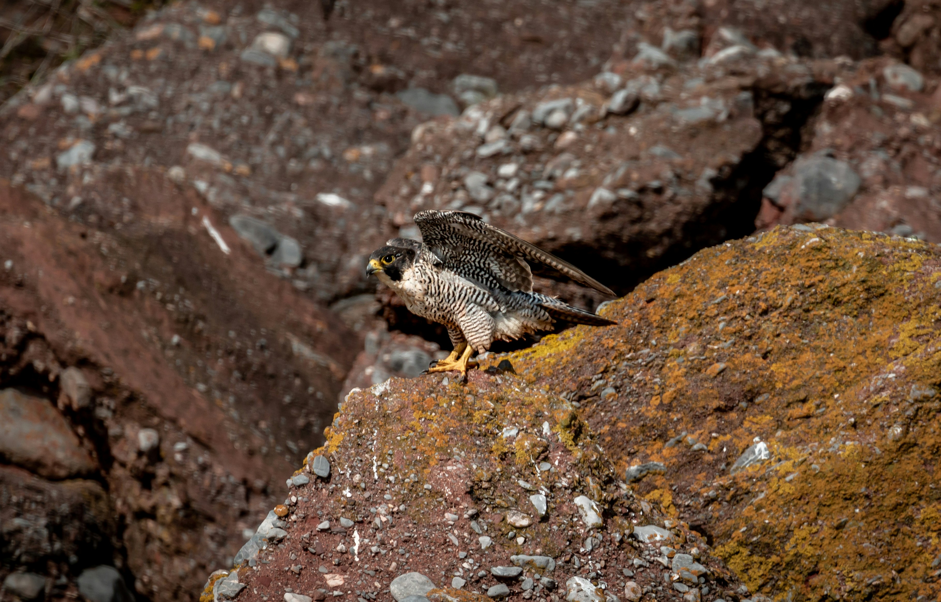 Peregrine Falcon getting ready for take off at Maidencombe, Devon