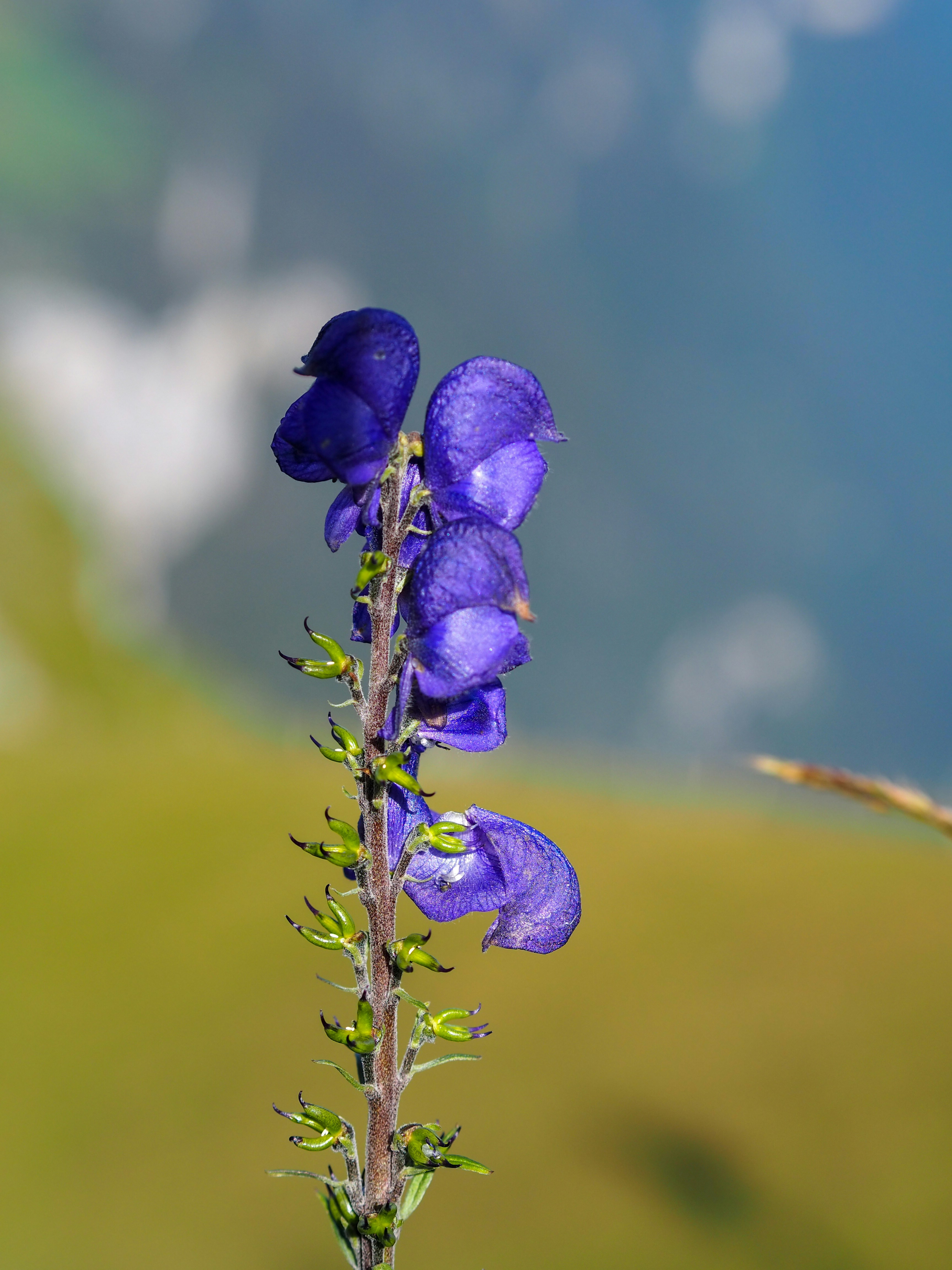 Vibrant purple flowers stand tall against a blurred green and blue background, showcasing the beauty of alpine flora.