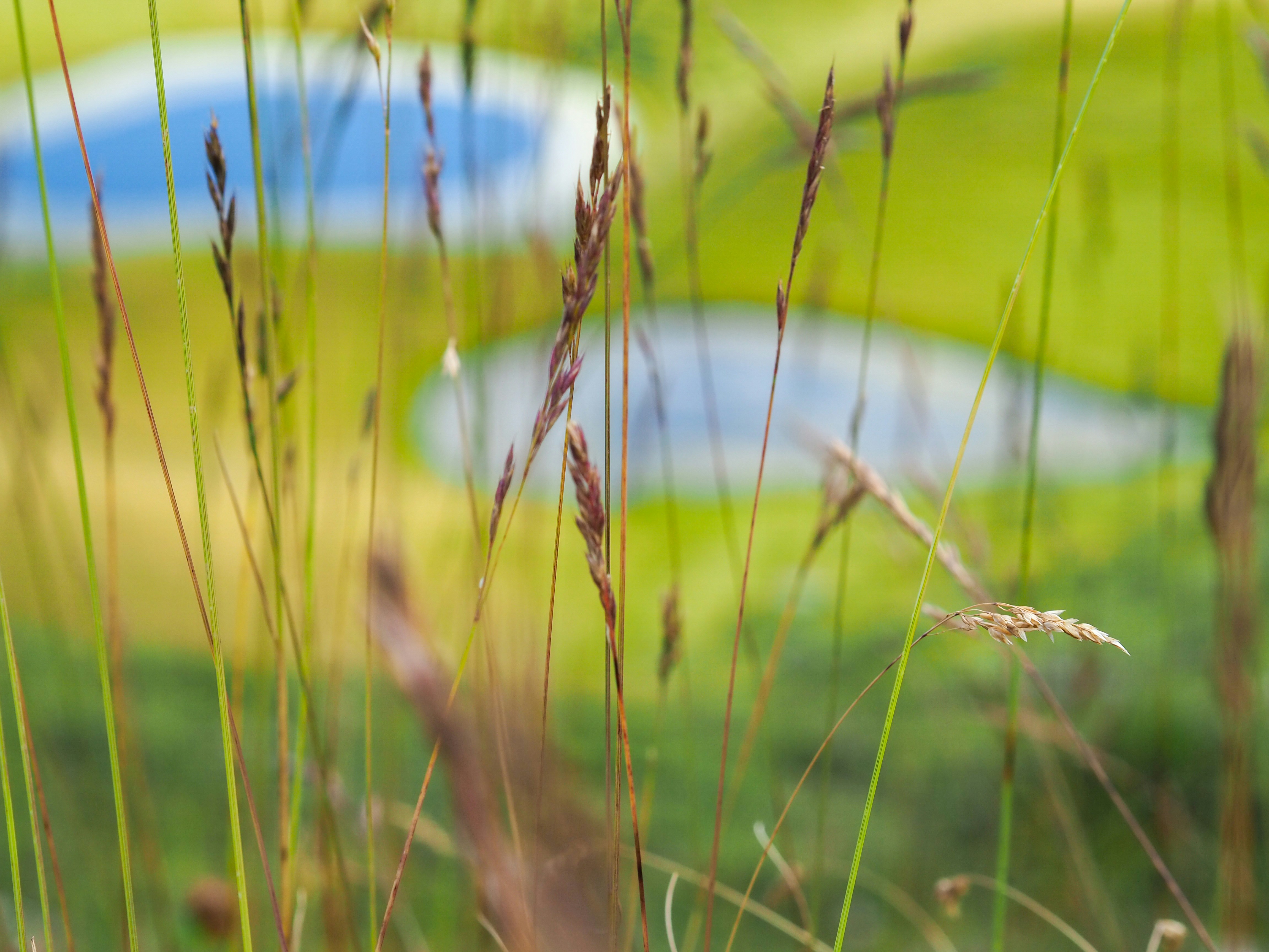 Close-up photograph of slender grass blades in sharp focus against a softly blurred green meadow and hints of blue water.
