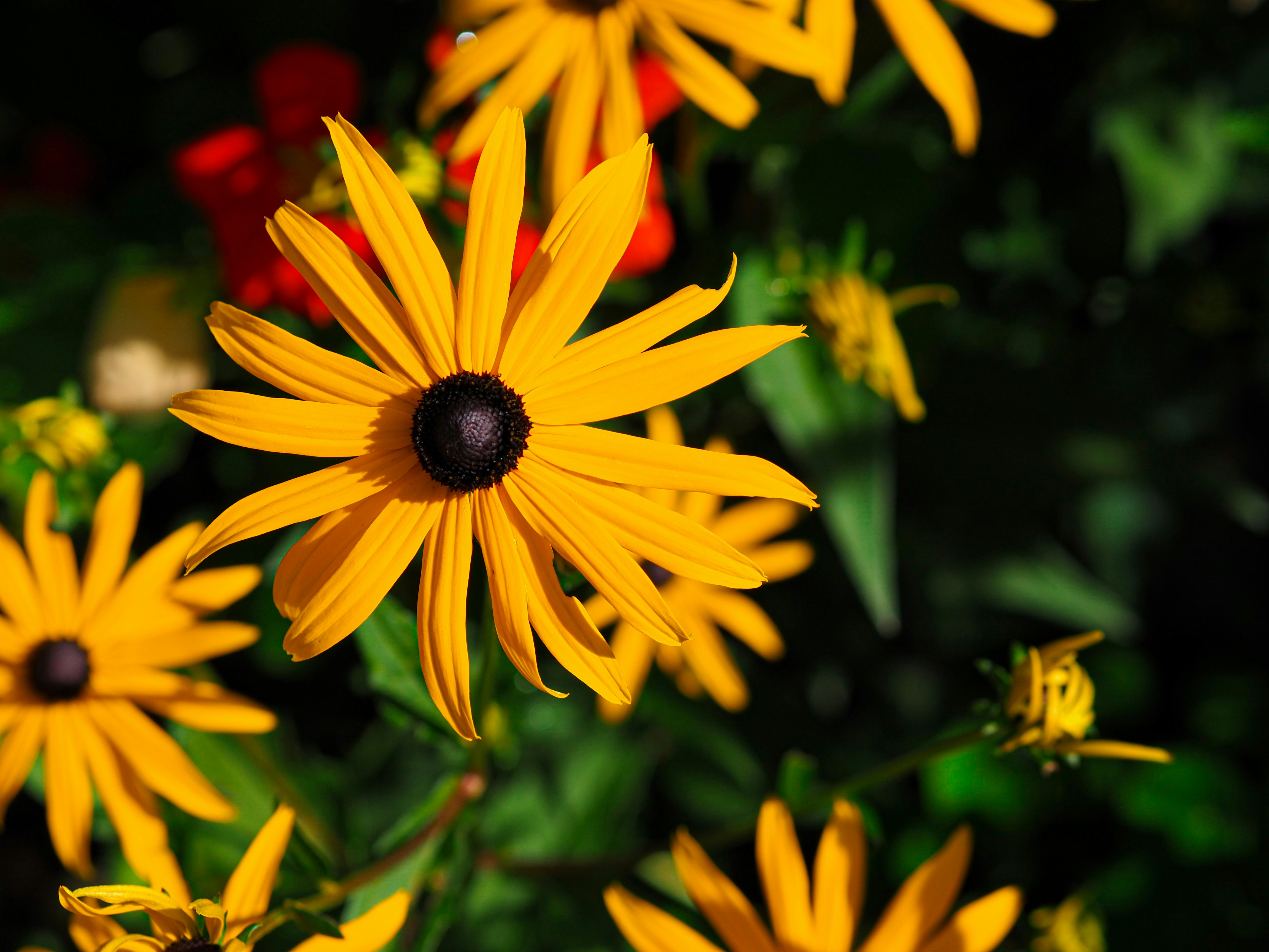 Vibrant yellow coneflower stands out against a lush backdrop, showcasing its intricate petals and dark center. The composition highlights the beauty of nature in full bloom.