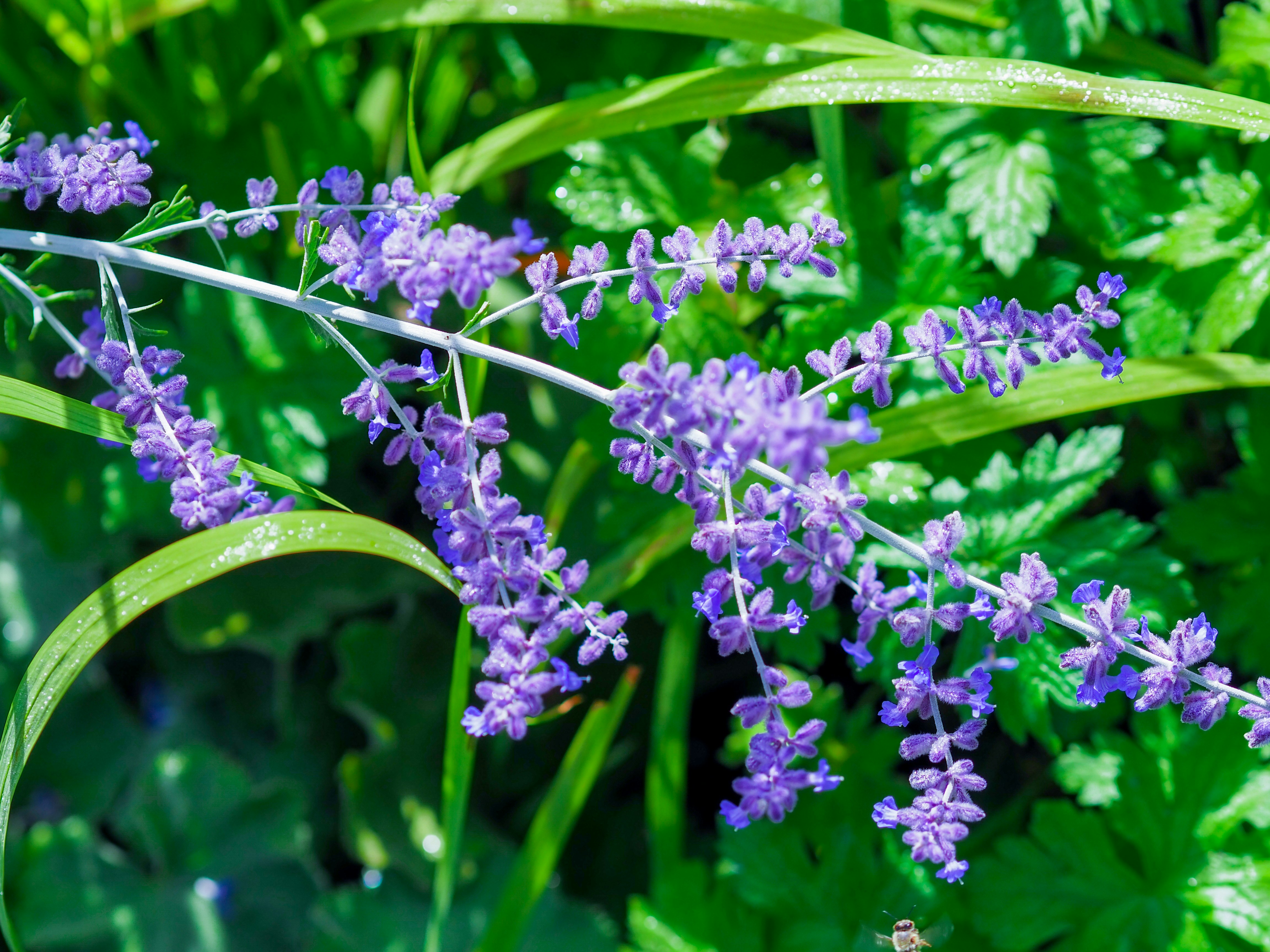 Close-up of delicate purple flower spikes arching over lush green foliage, captured in bright natural light.
