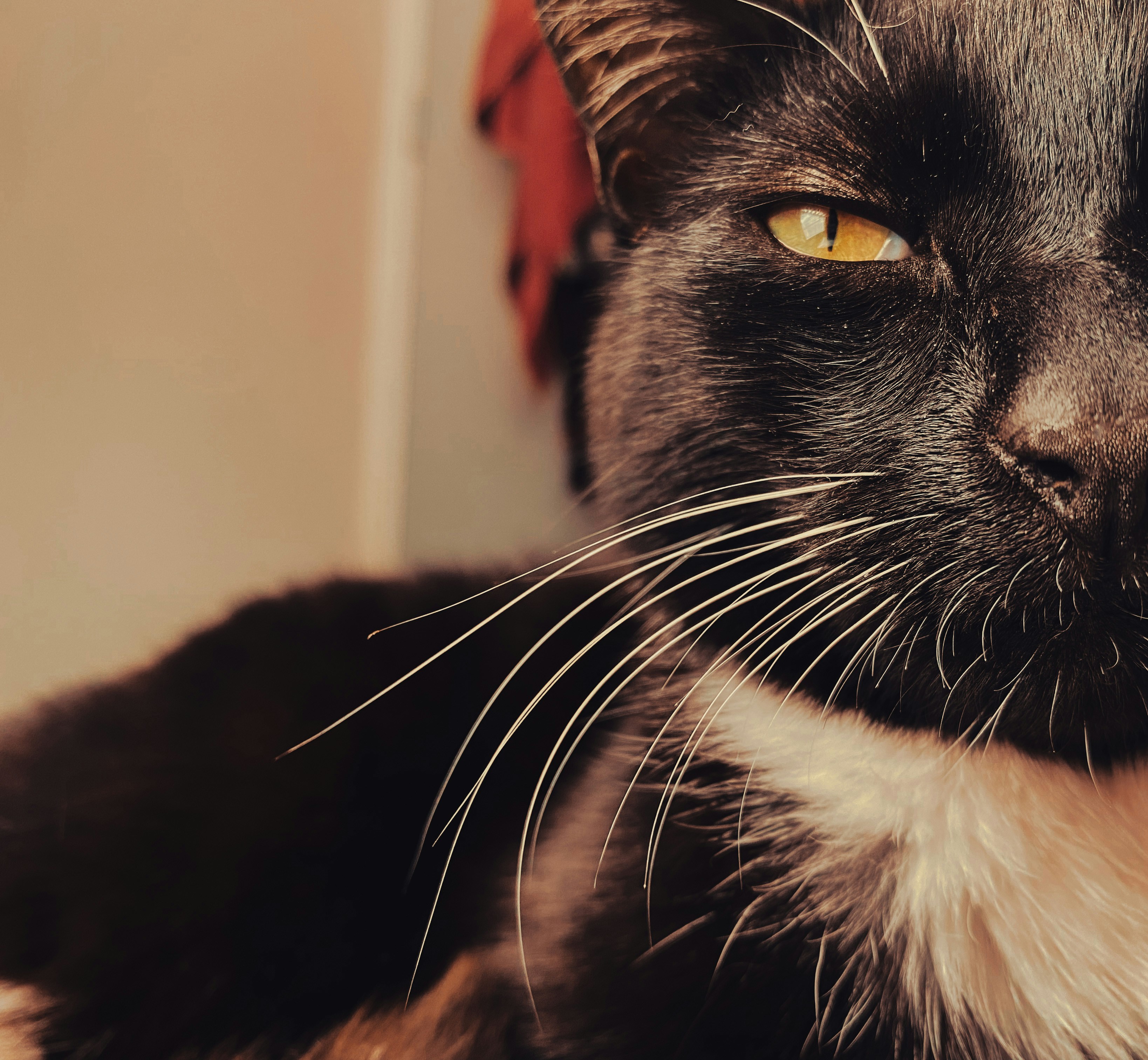 Whiskered Wonder: A Feline's Gaze