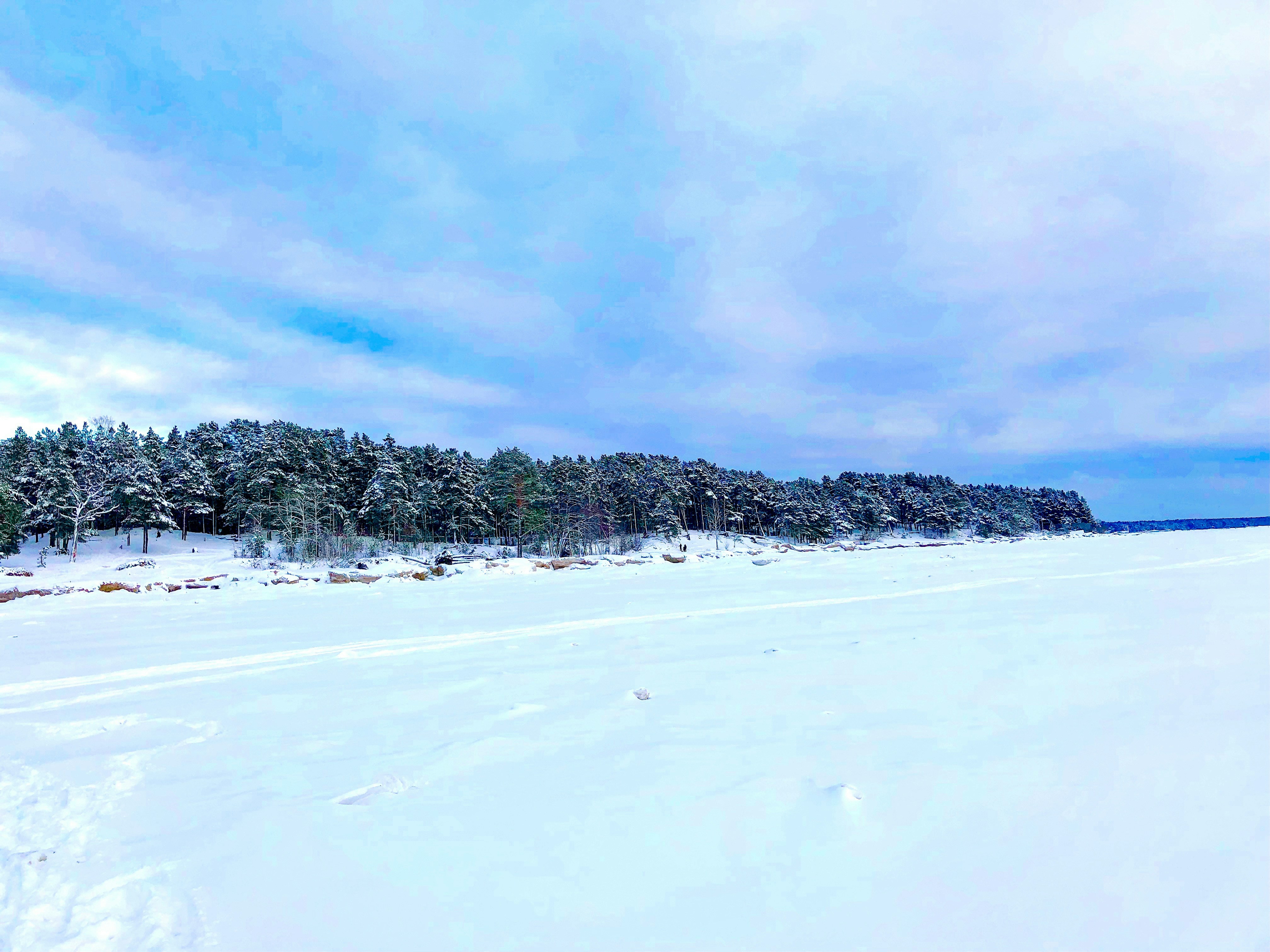 Snowline Serenade: A Quiet Coastal Forest Beneath a Brushed Sky