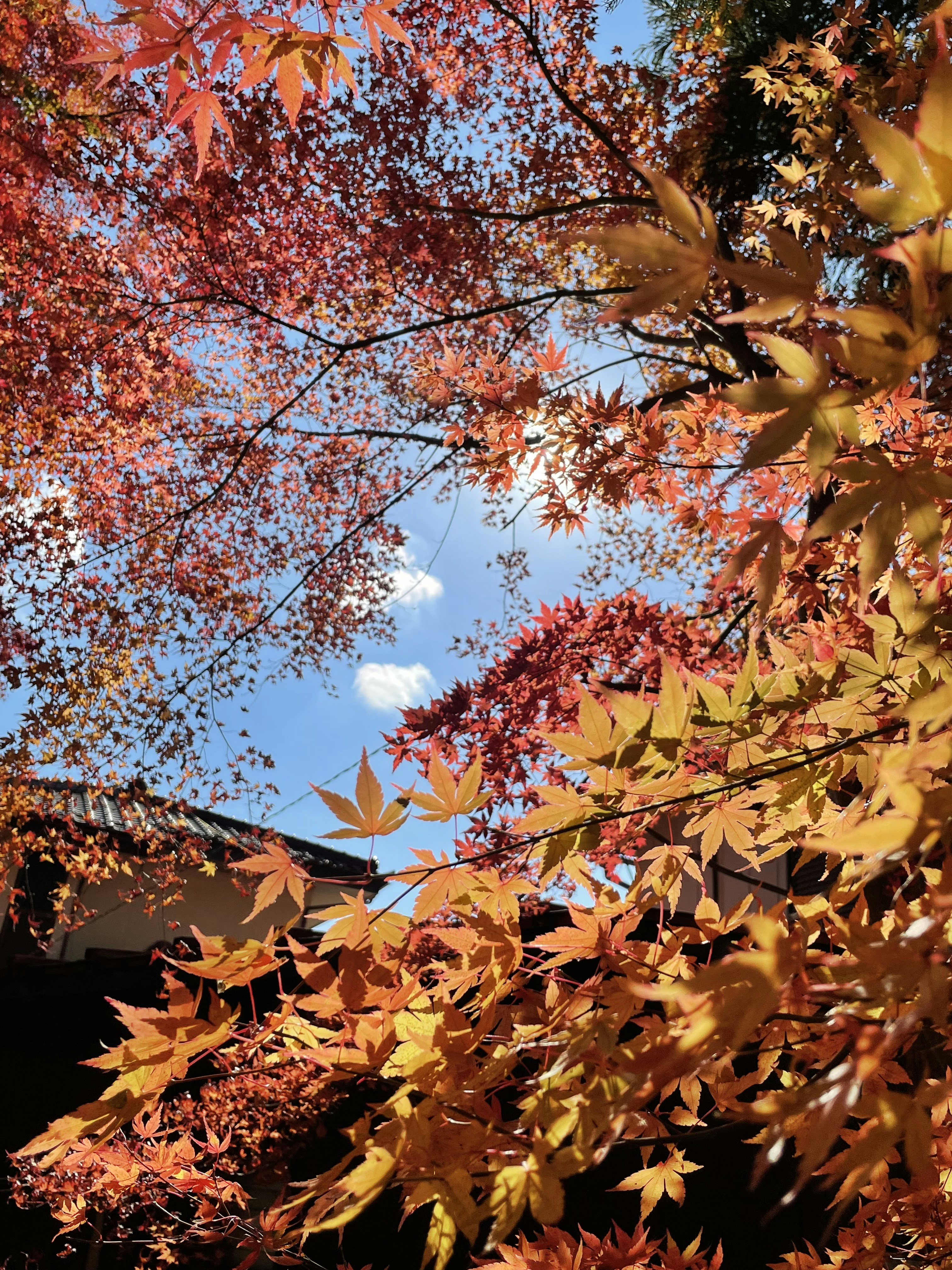 Vibrant autumn leaves in shades of red and gold frame a clear blue sky, with a hint of a traditional building below. The scene captures the essence of fall's beauty.
