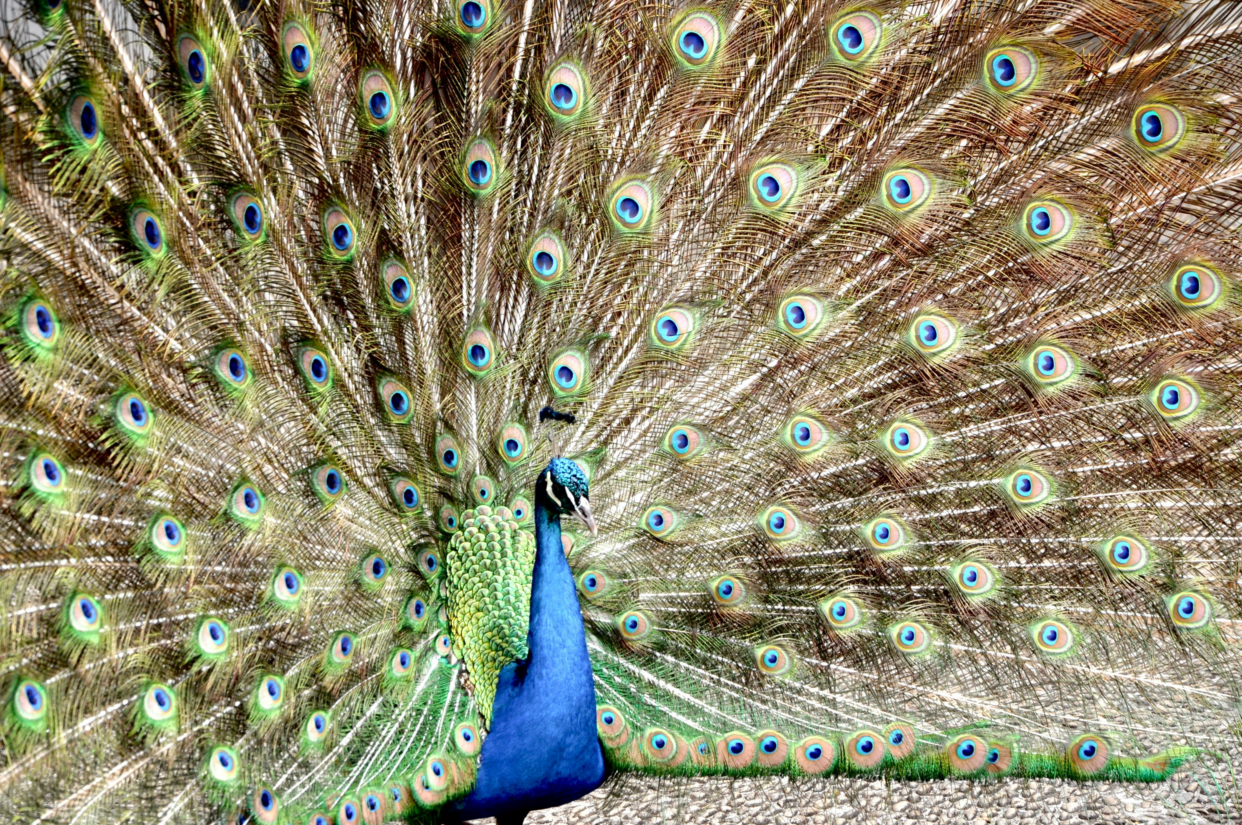 Peacock displaying its vibrant plumage, showcasing intricate patterns and vivid colors against a neutral background.