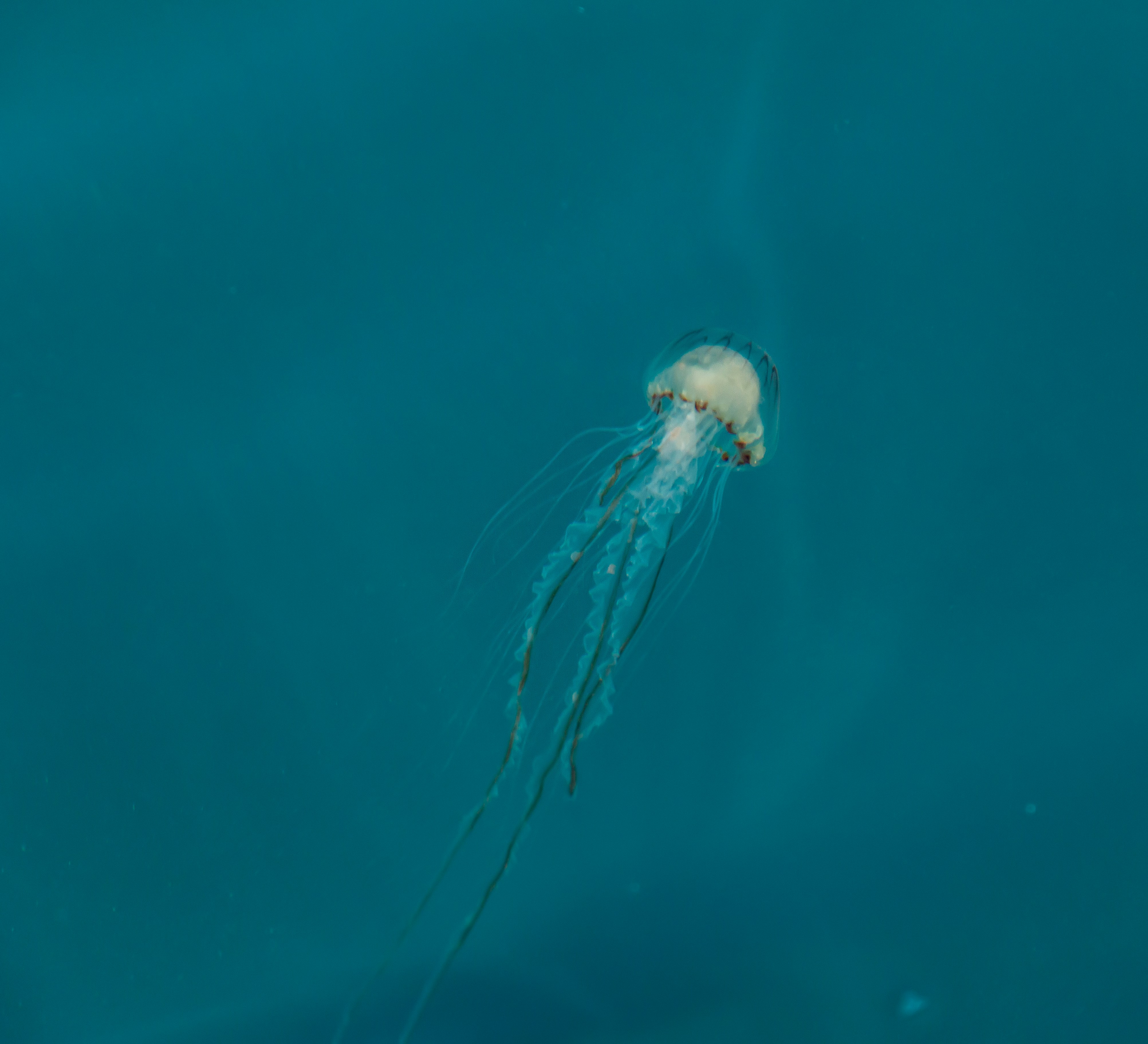 Compass Jellyfish at Babbacombe Bay, Devon