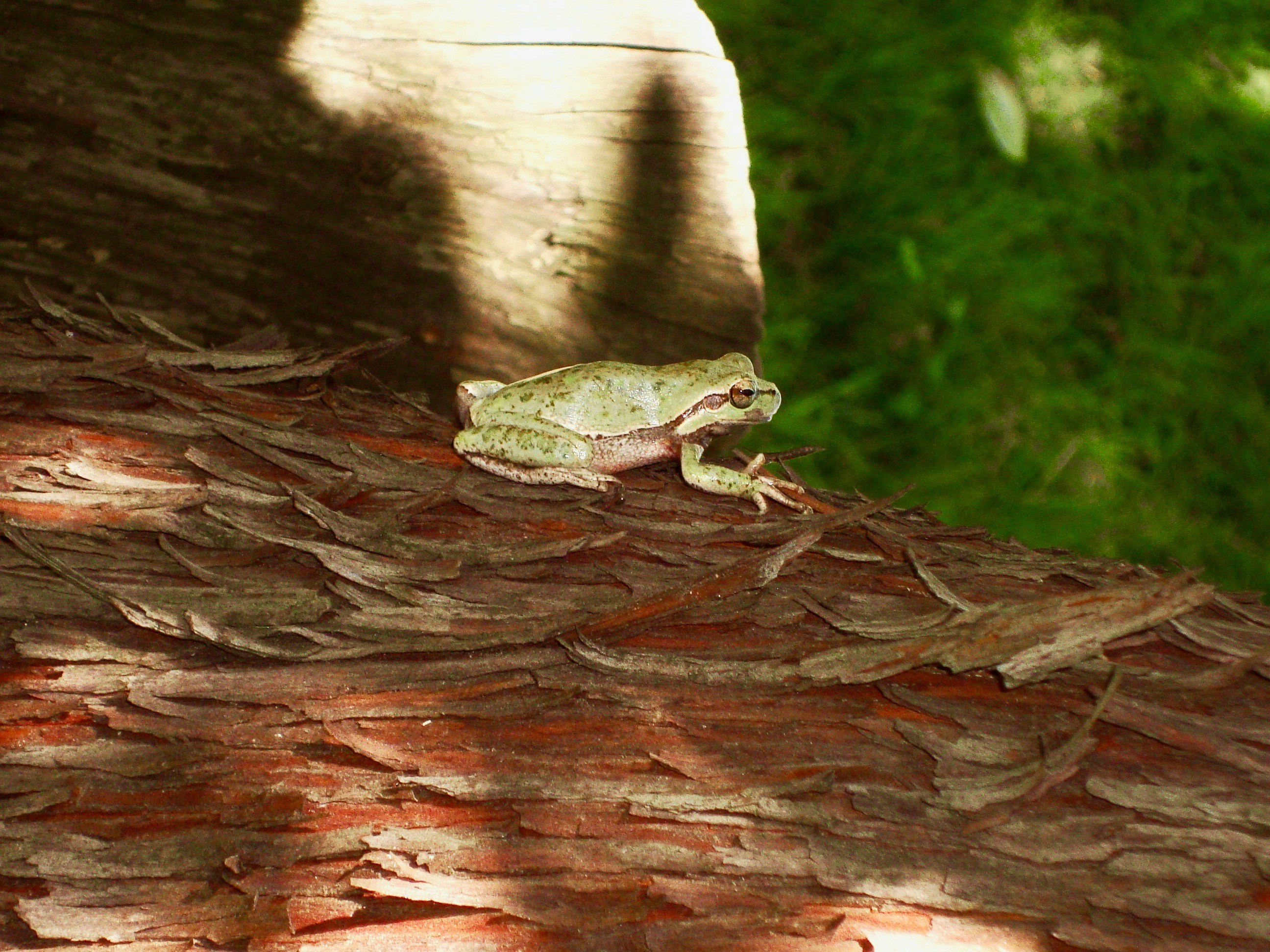 Close-up of a small green tree frog perched on textured bark with dappled sunlight. The scene highlights camouflage and natural forest detail.