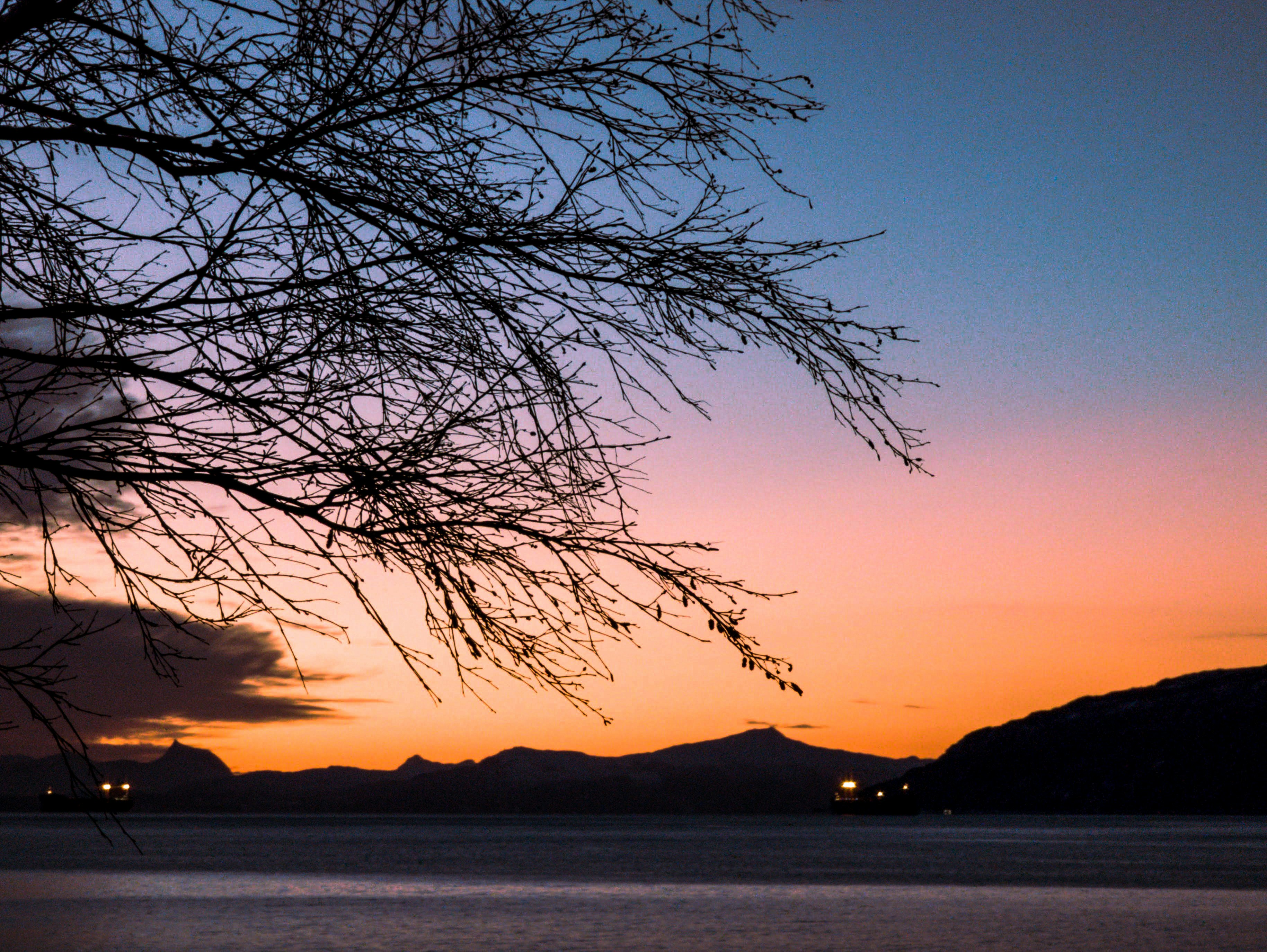 Silhouetted branches against a vibrant sunset sky over a serene lake.