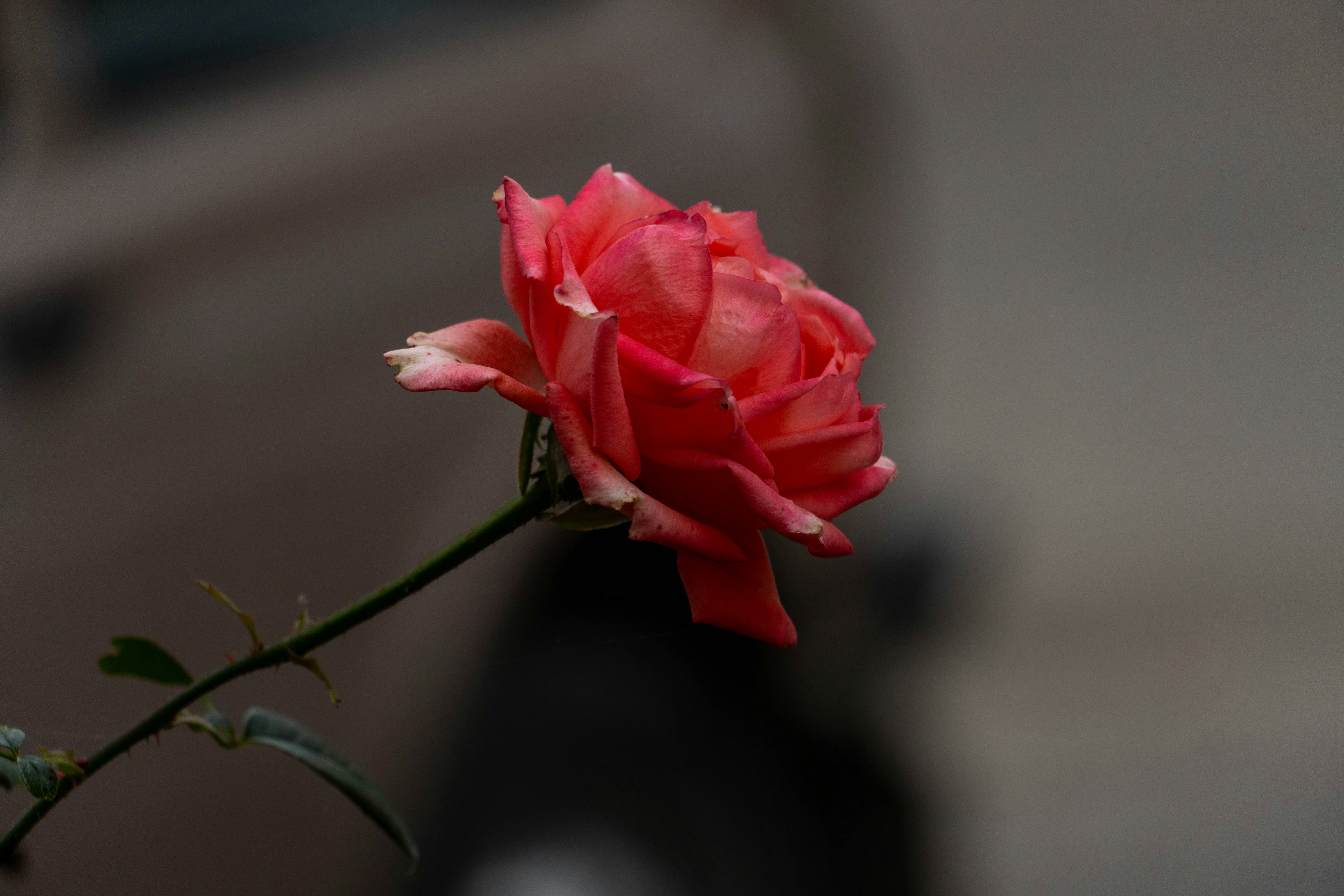 Crimson Bloom in Quiet Focus: A Rose Against Gentle Blur