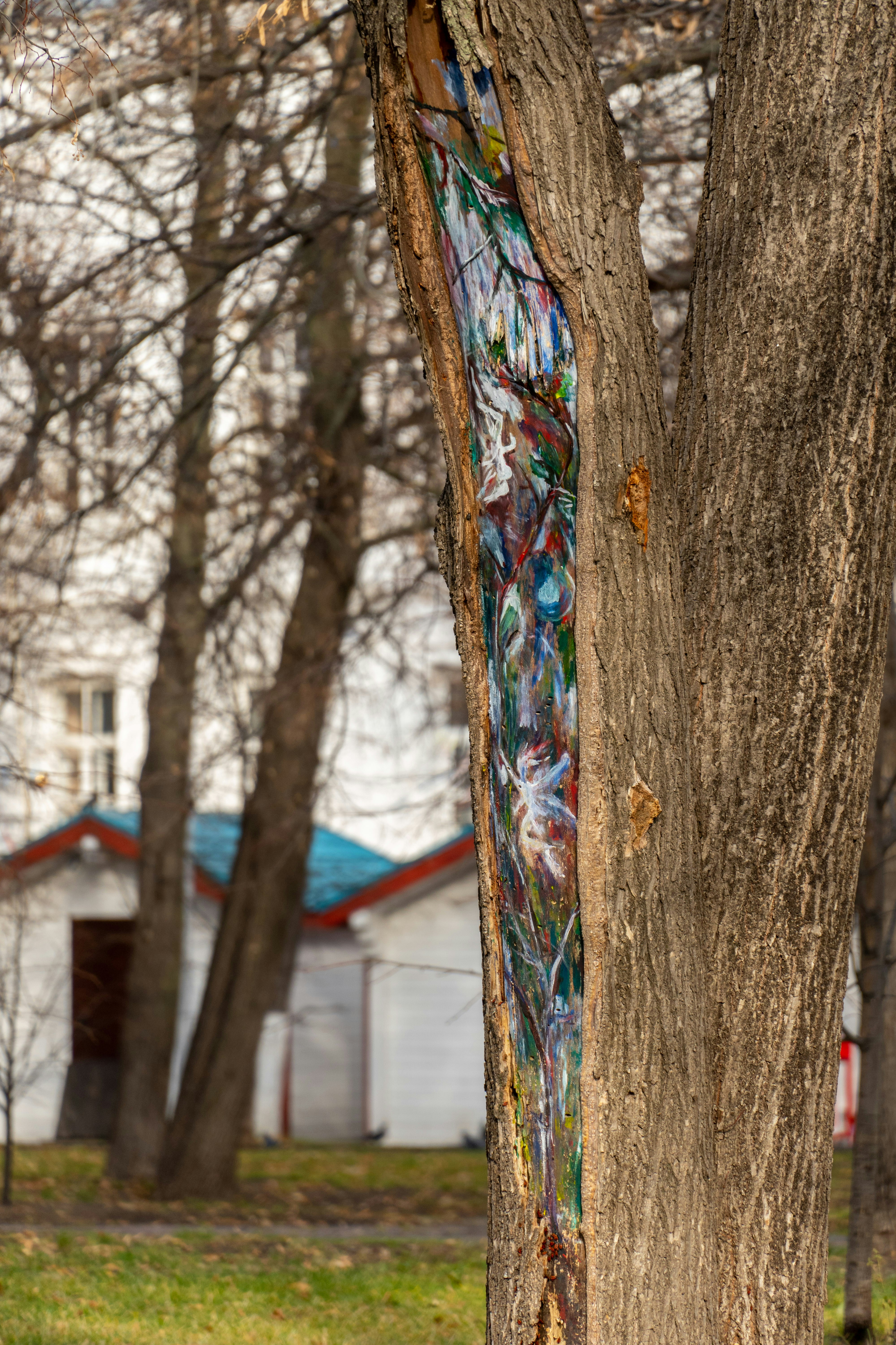The Painted Seam: Colorful Graffiti Unfolds Inside a Tree Trunk