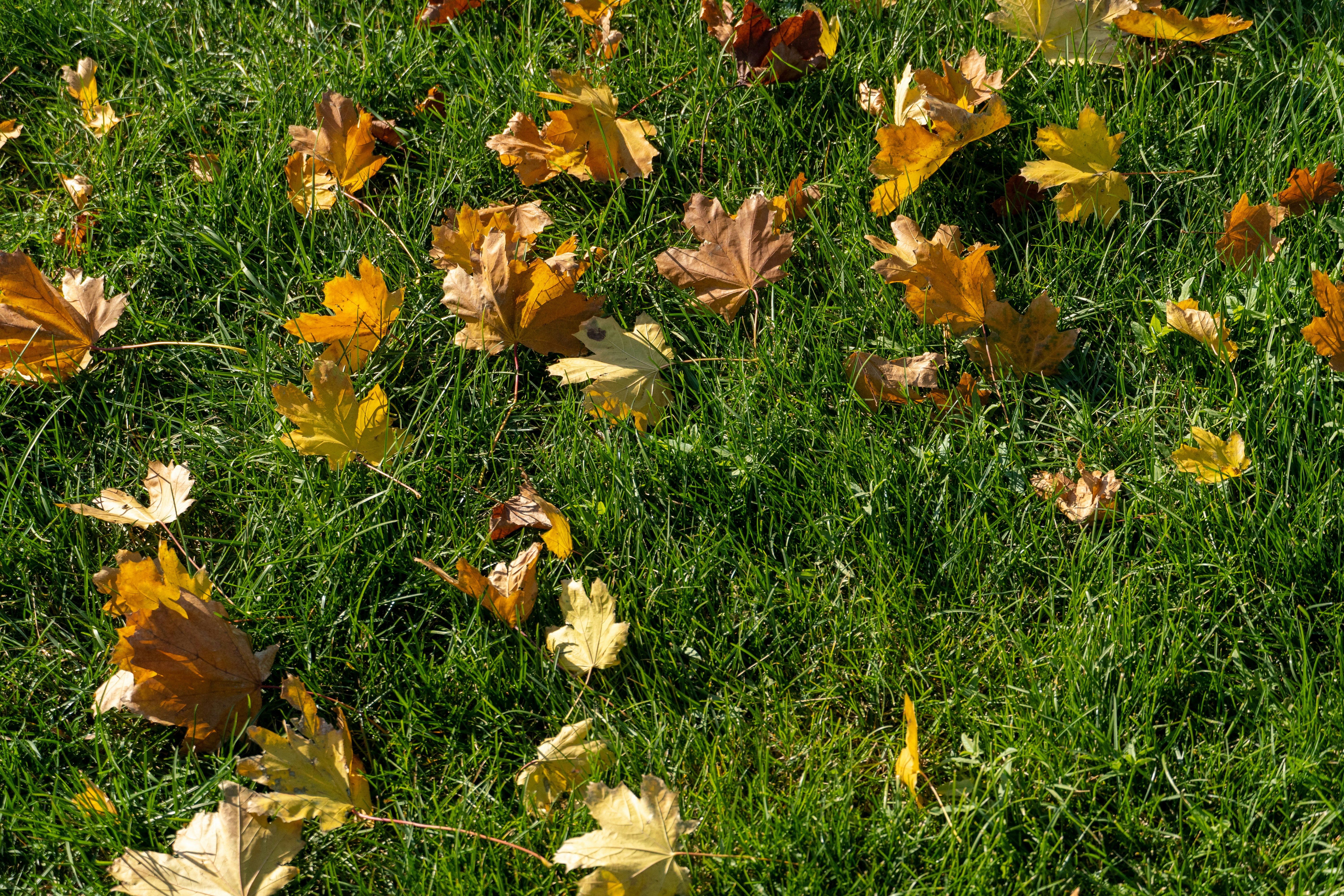 A carpet of fallen leaves in various shades of yellow and brown scattered across lush green grass.