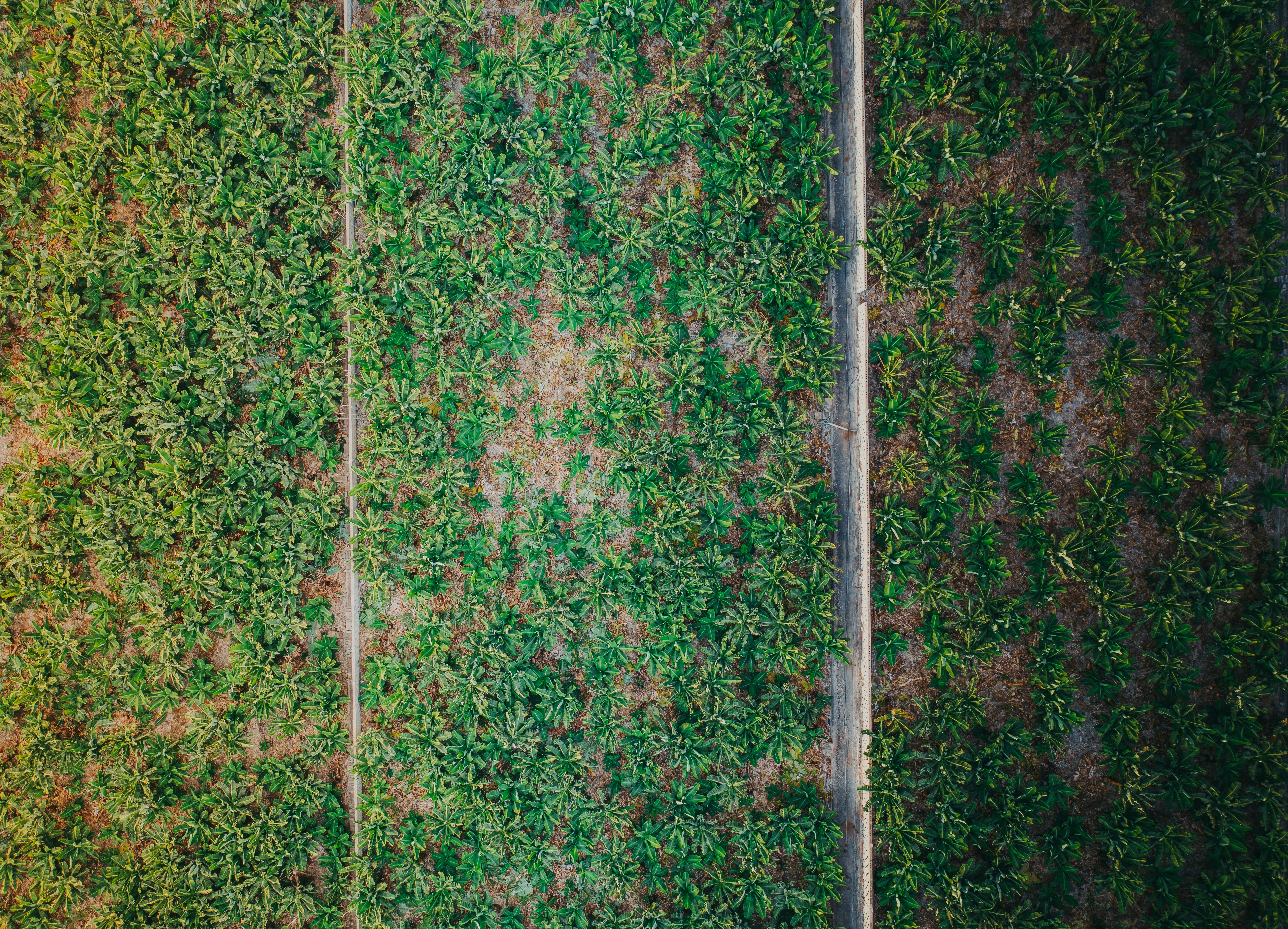 Aerial view of a banana plantation with neatly arranged rows of vibrant green foliage.