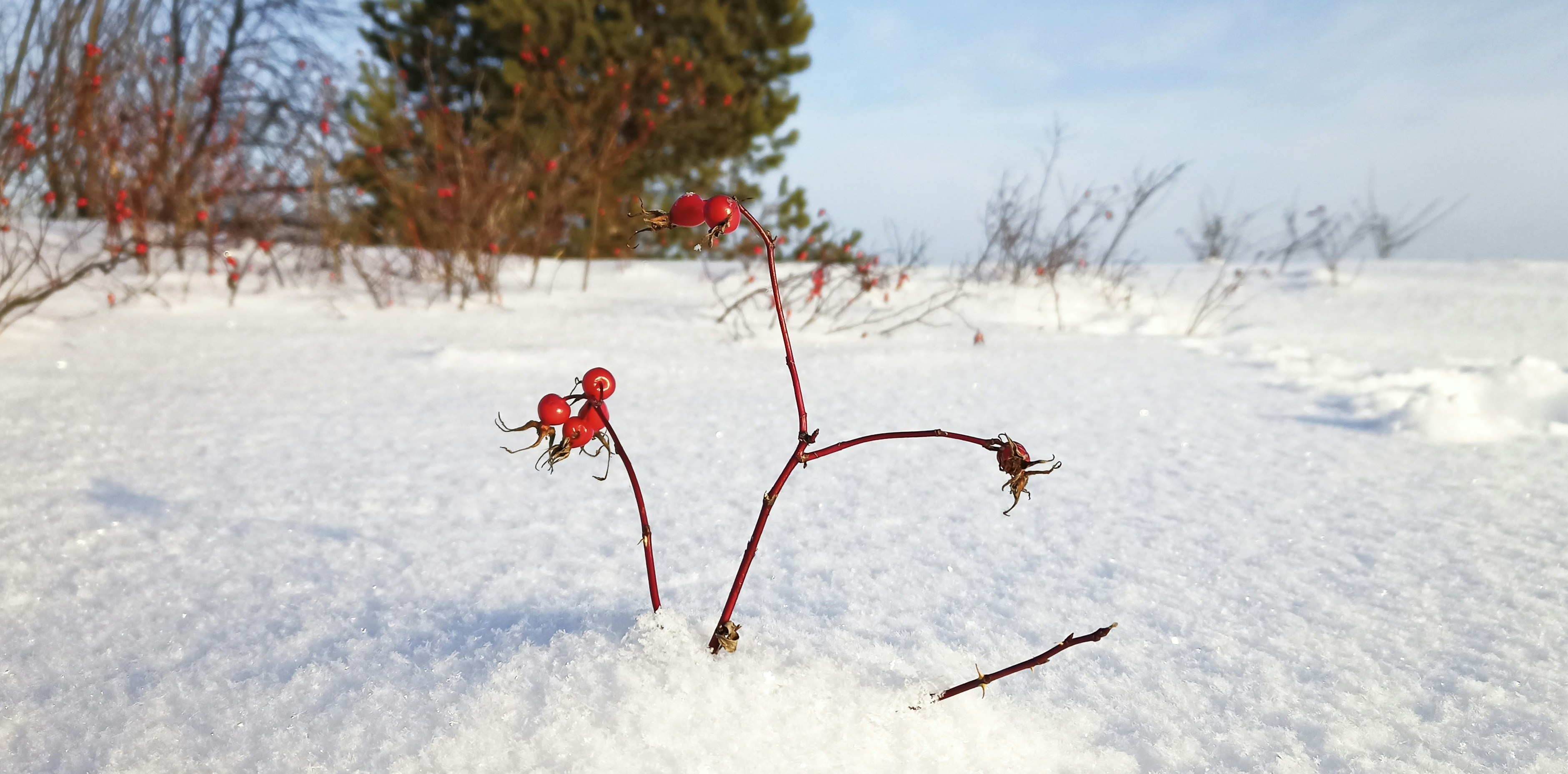 A small red plant sprouts out of the snow photo – Free Russia Image on ...