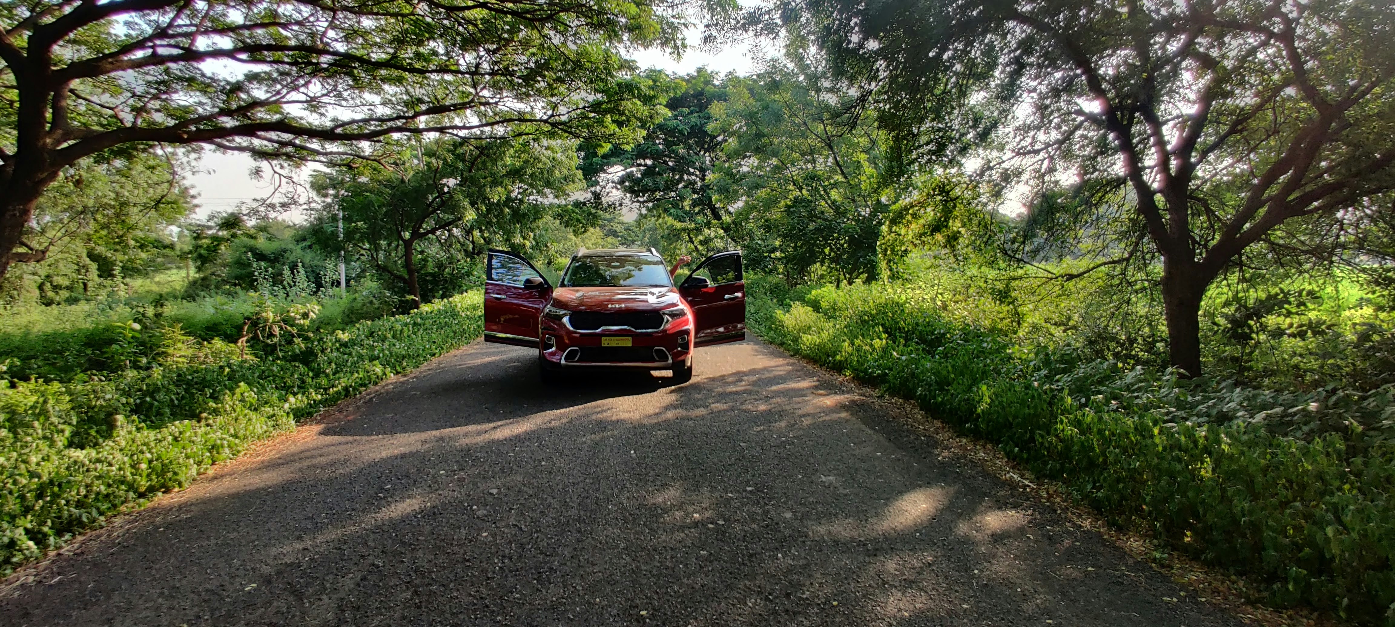 Serene Drive Through Verdant Pathways