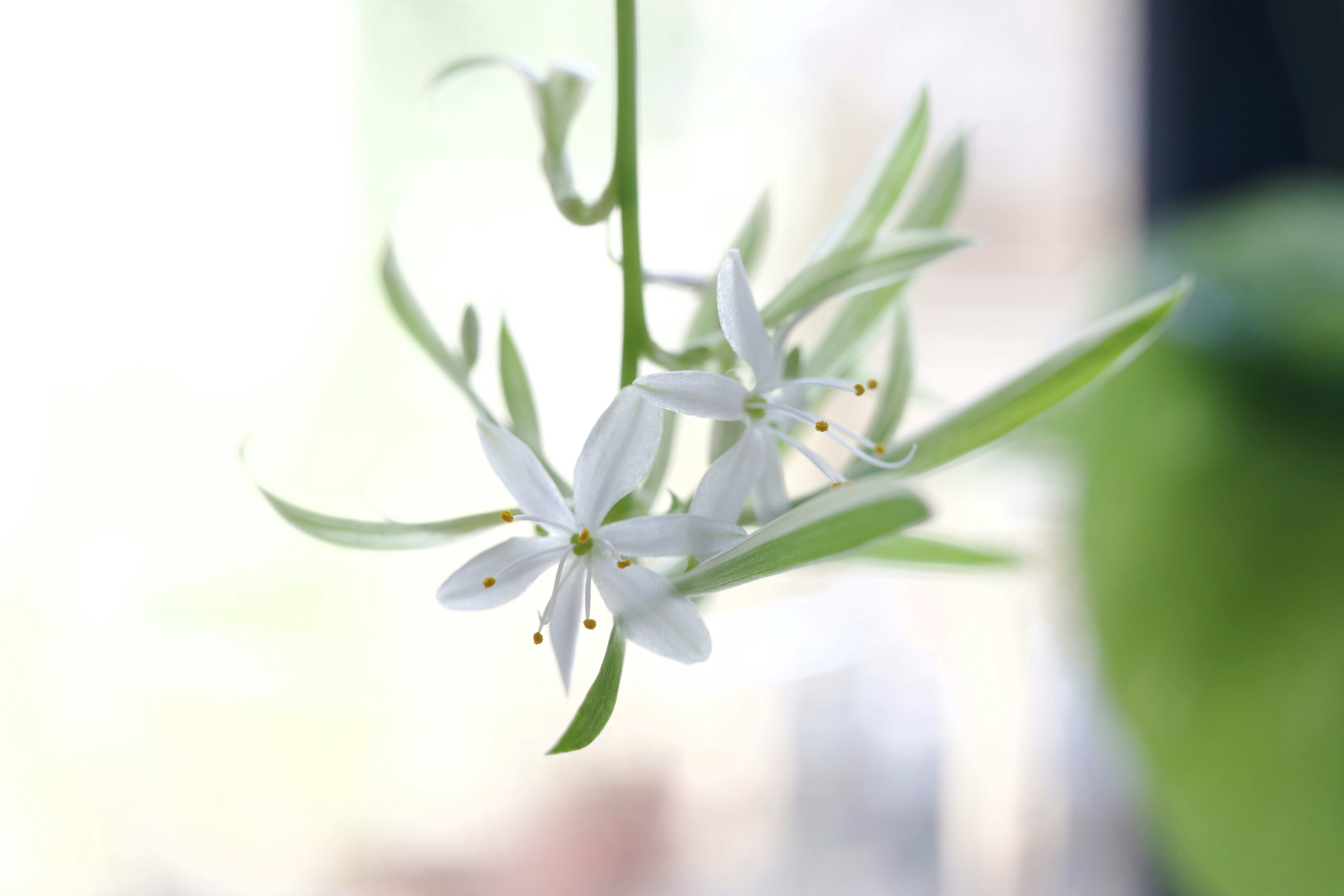 White flowers gracefully suspended against a softly blurred background, highlighting their intricate details and vibrant green leaves.