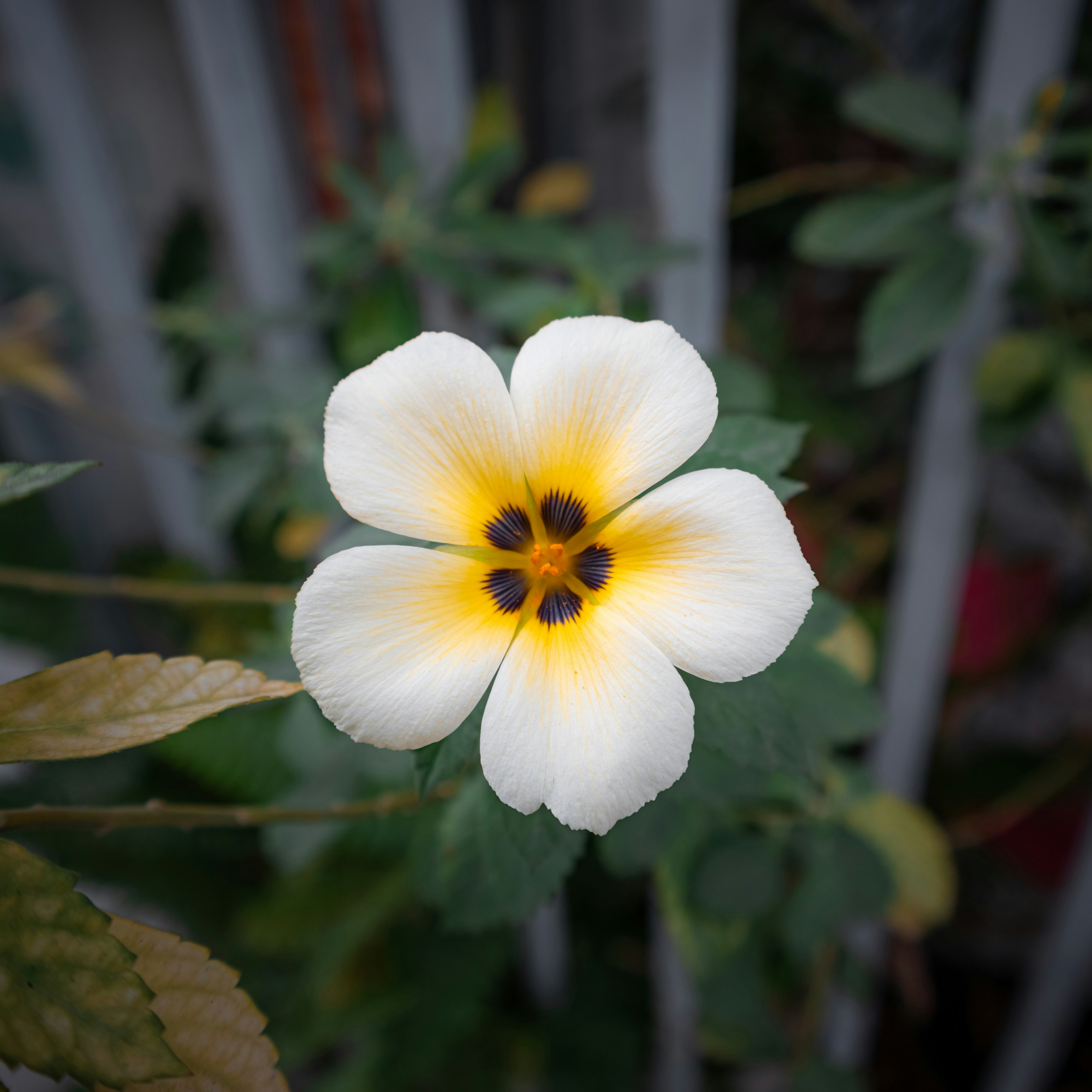 a white and yellow flower with green leaves