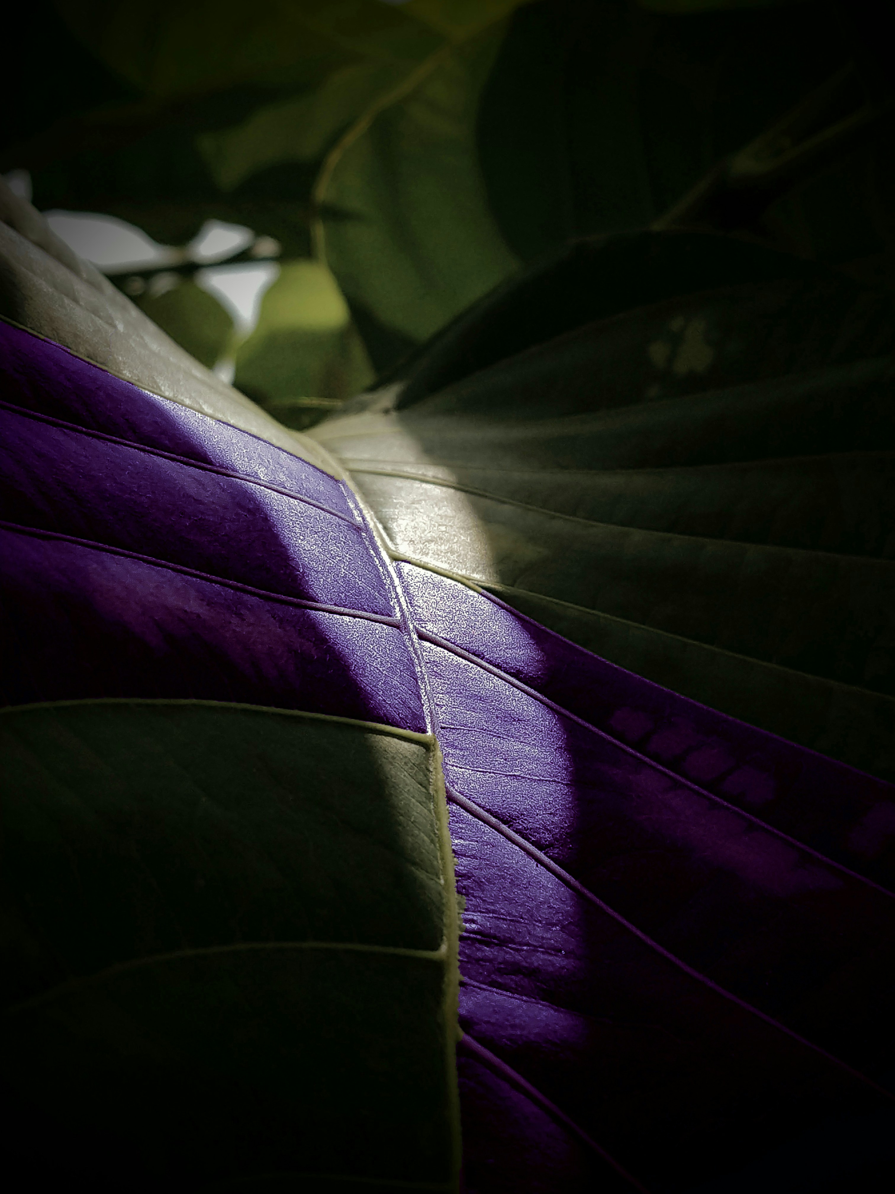 Vein of Violet: A Sunlit Leaf in Deep Shadow
