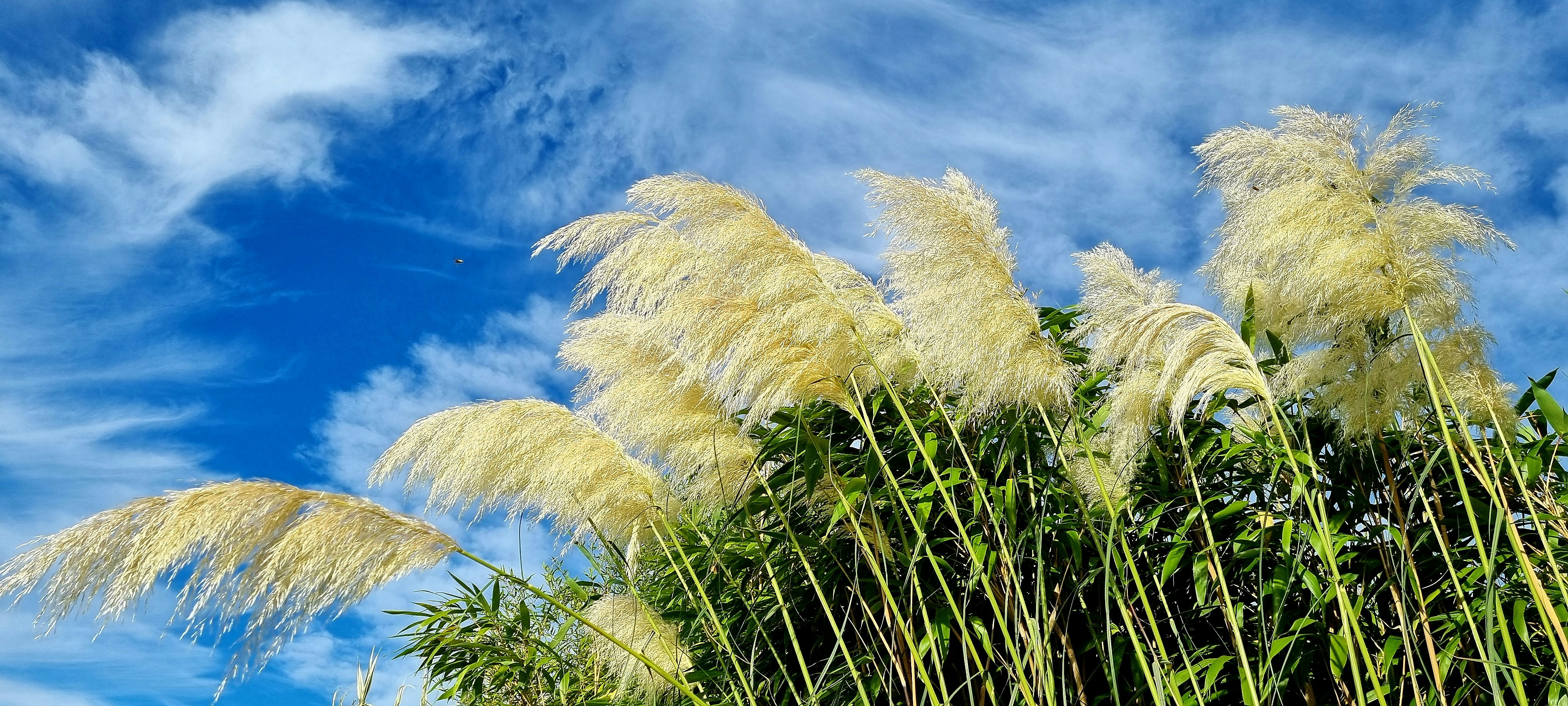 Golden Plumes Against a Cerulean Sky