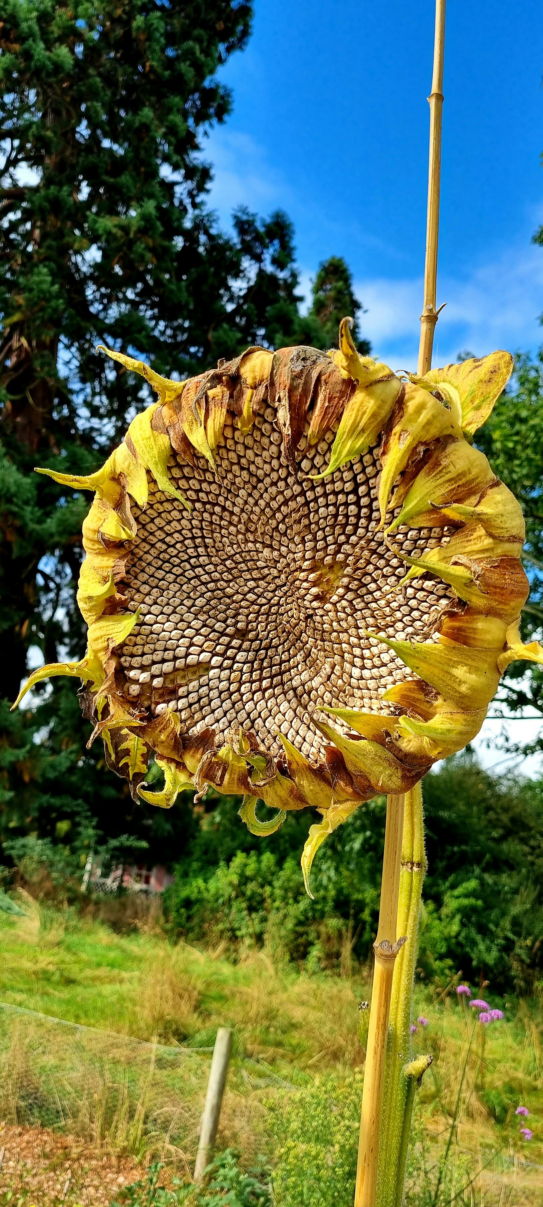 Close-up of a dried sunflower head showcasing its intricate seed pattern and faded petals against a vibrant green backdrop.