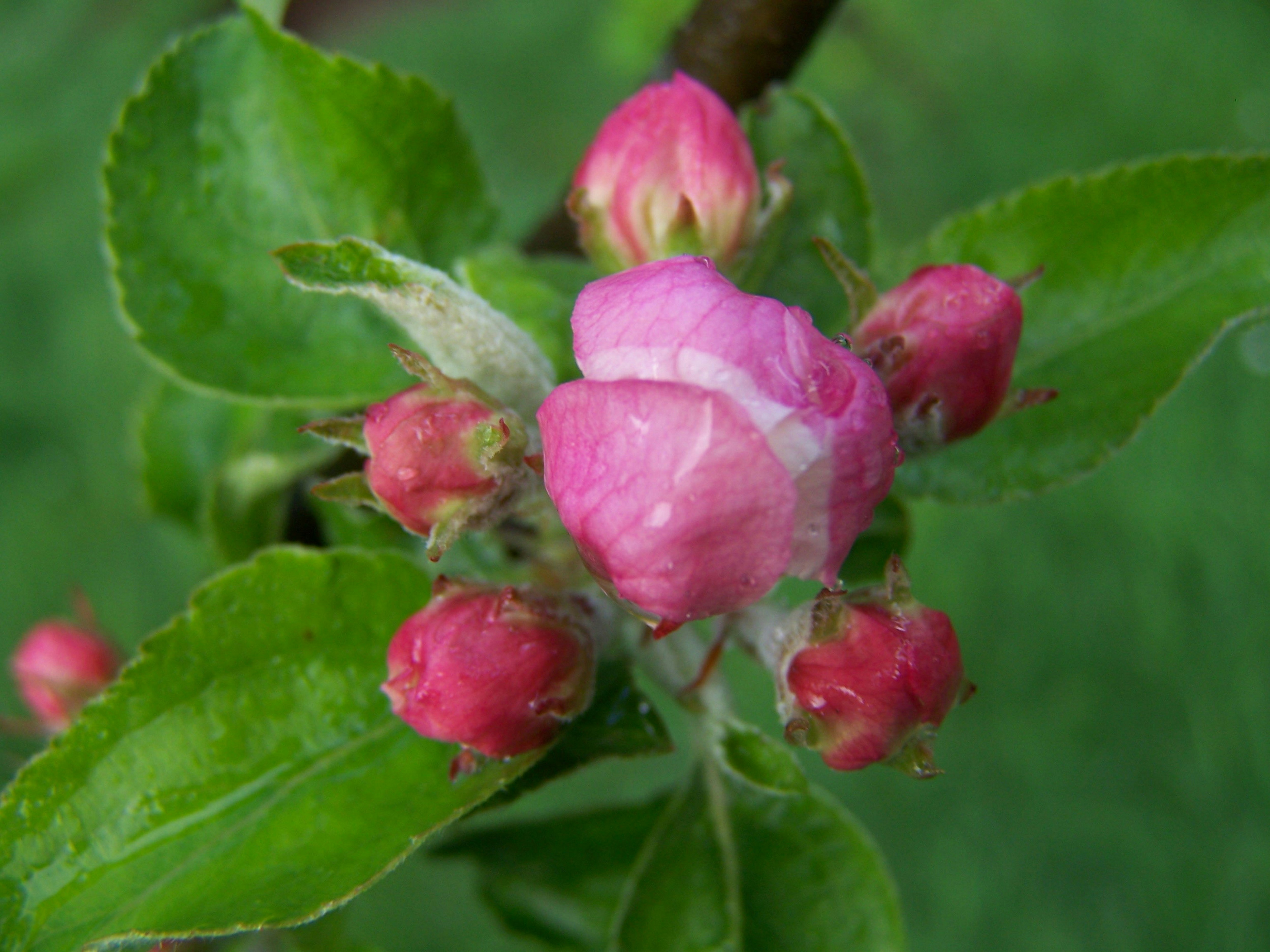 Delicate pink apple blossoms emerge among green leaves, showcasing the beauty of spring's renewal.