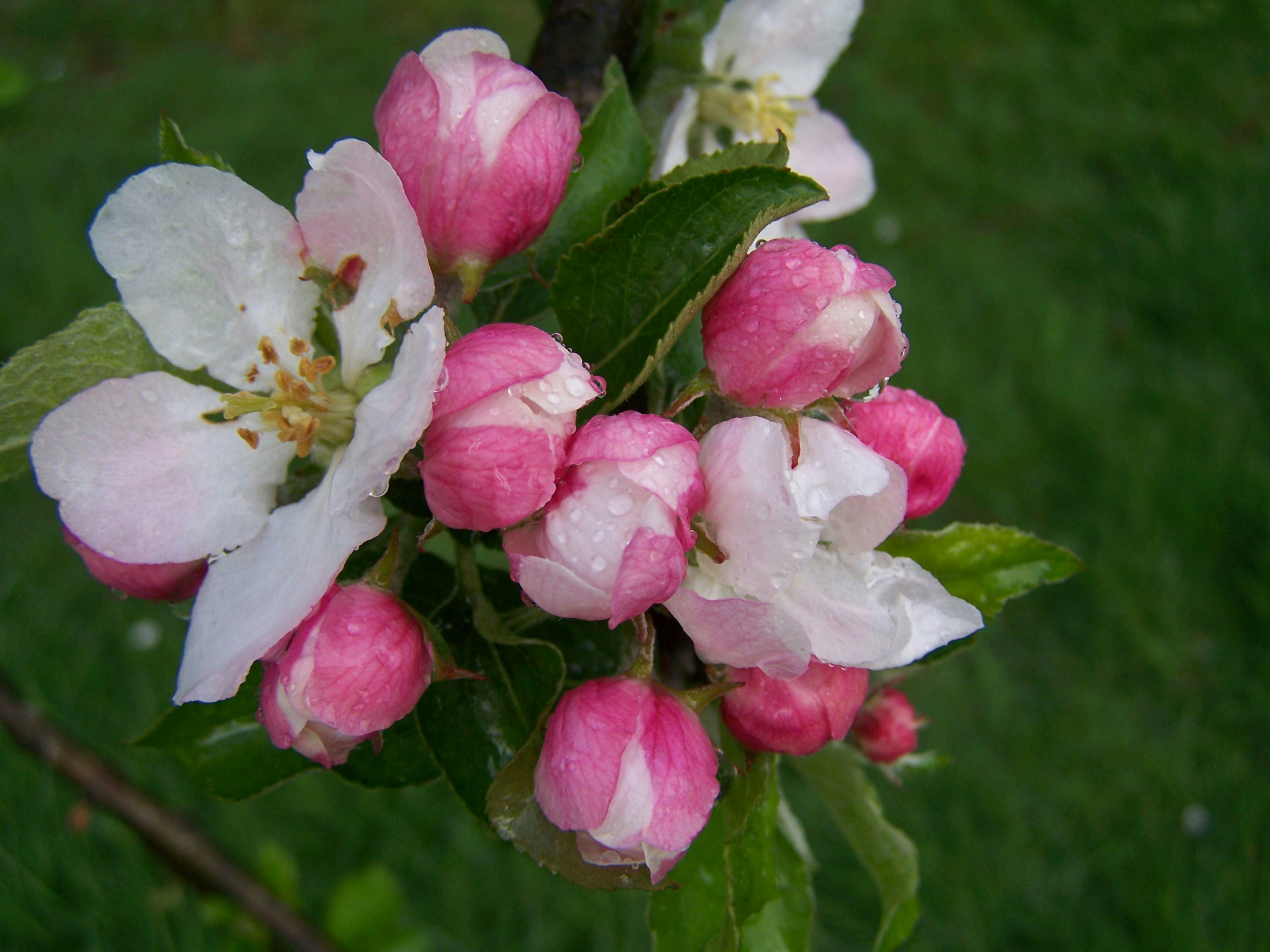 Delicate pink and white apple blossoms nestled among vibrant green leaves, showcasing the beauty of spring's arrival.