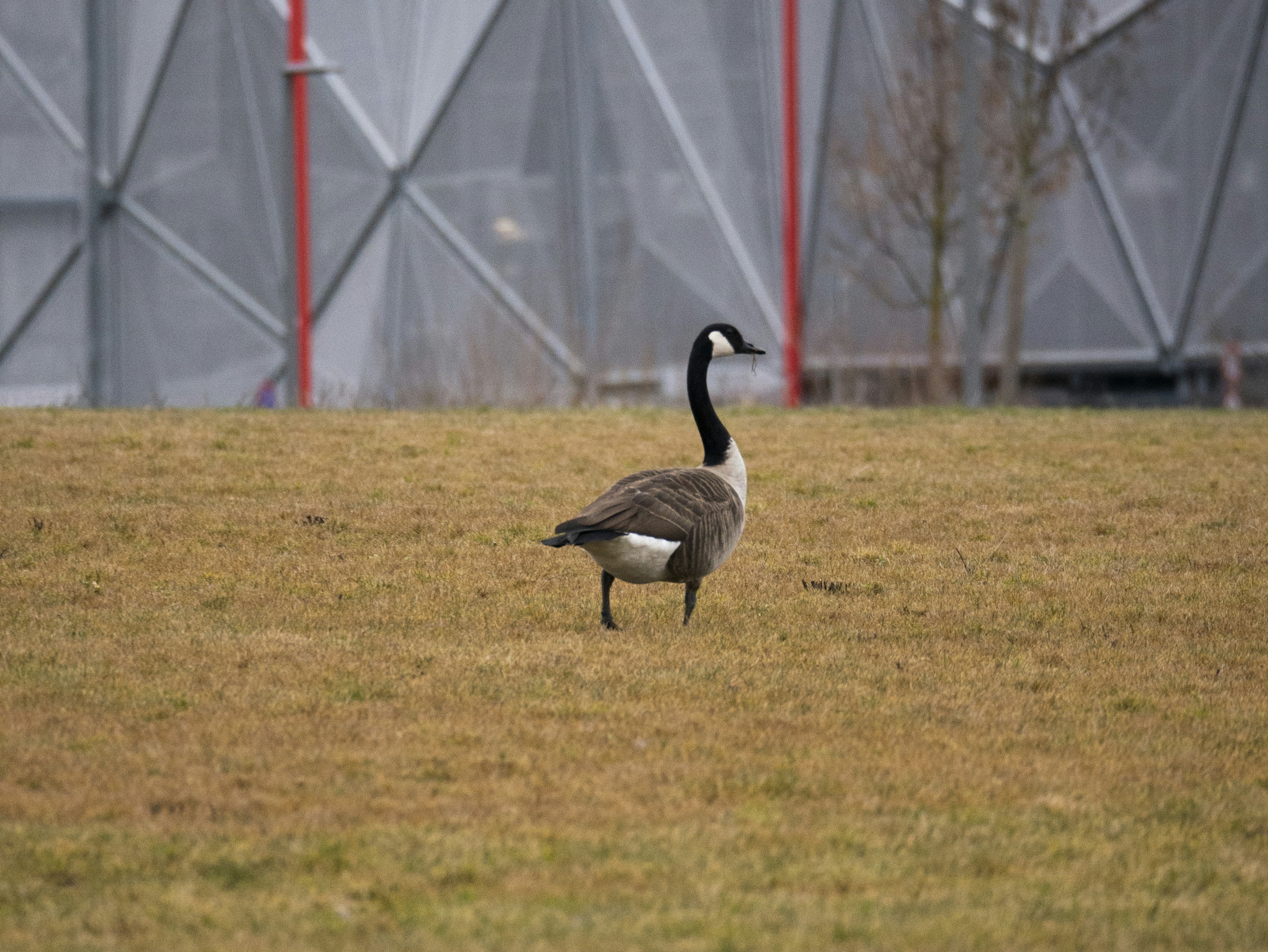 A Lone Canada Goose Stands On a Fallow Field Before a Faceted Industrial Backdrop