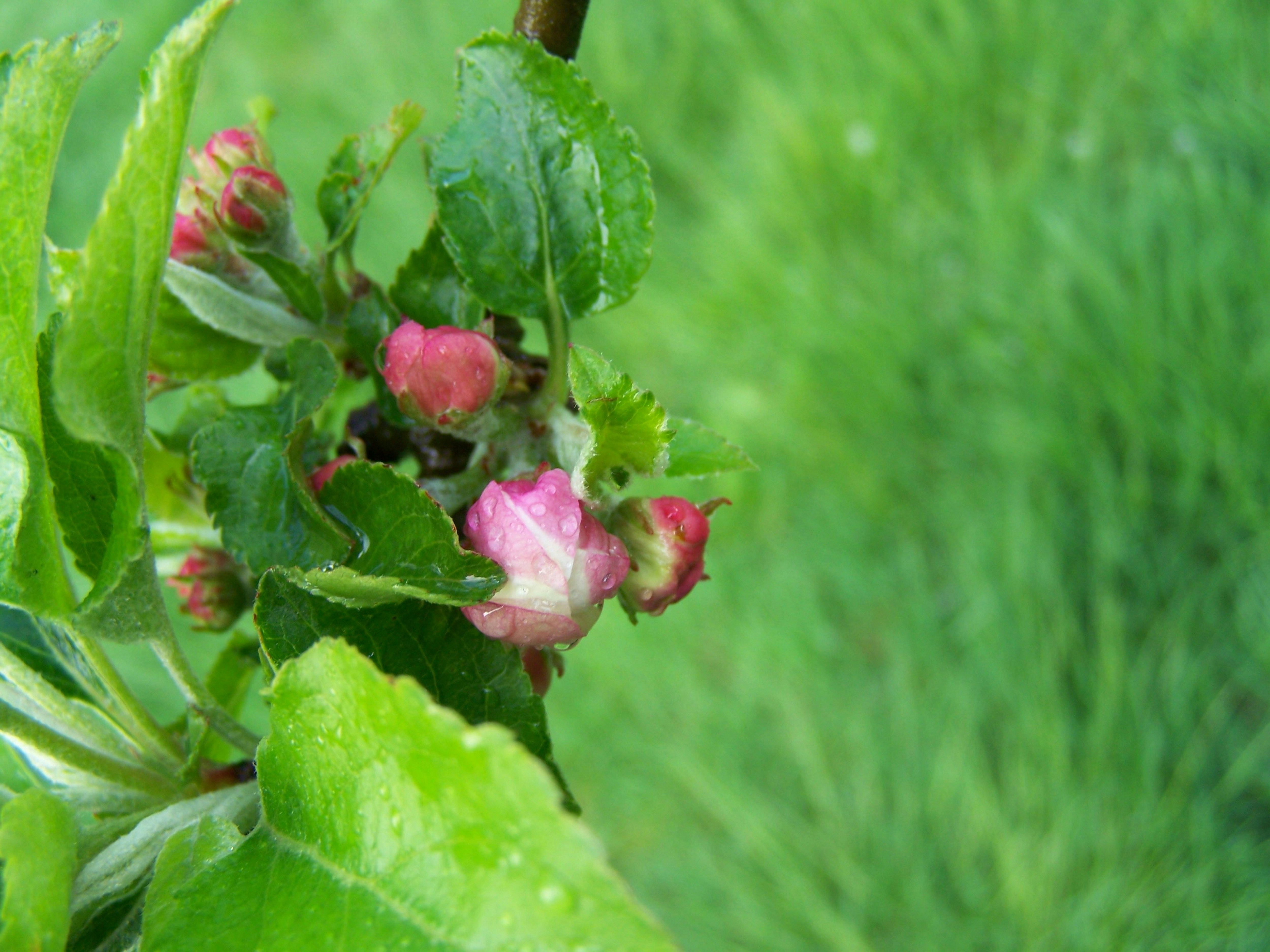 Delicate pink buds nestled among vibrant green leaves, signaling the arrival of spring. The scene captures the essence of renewal and growth.