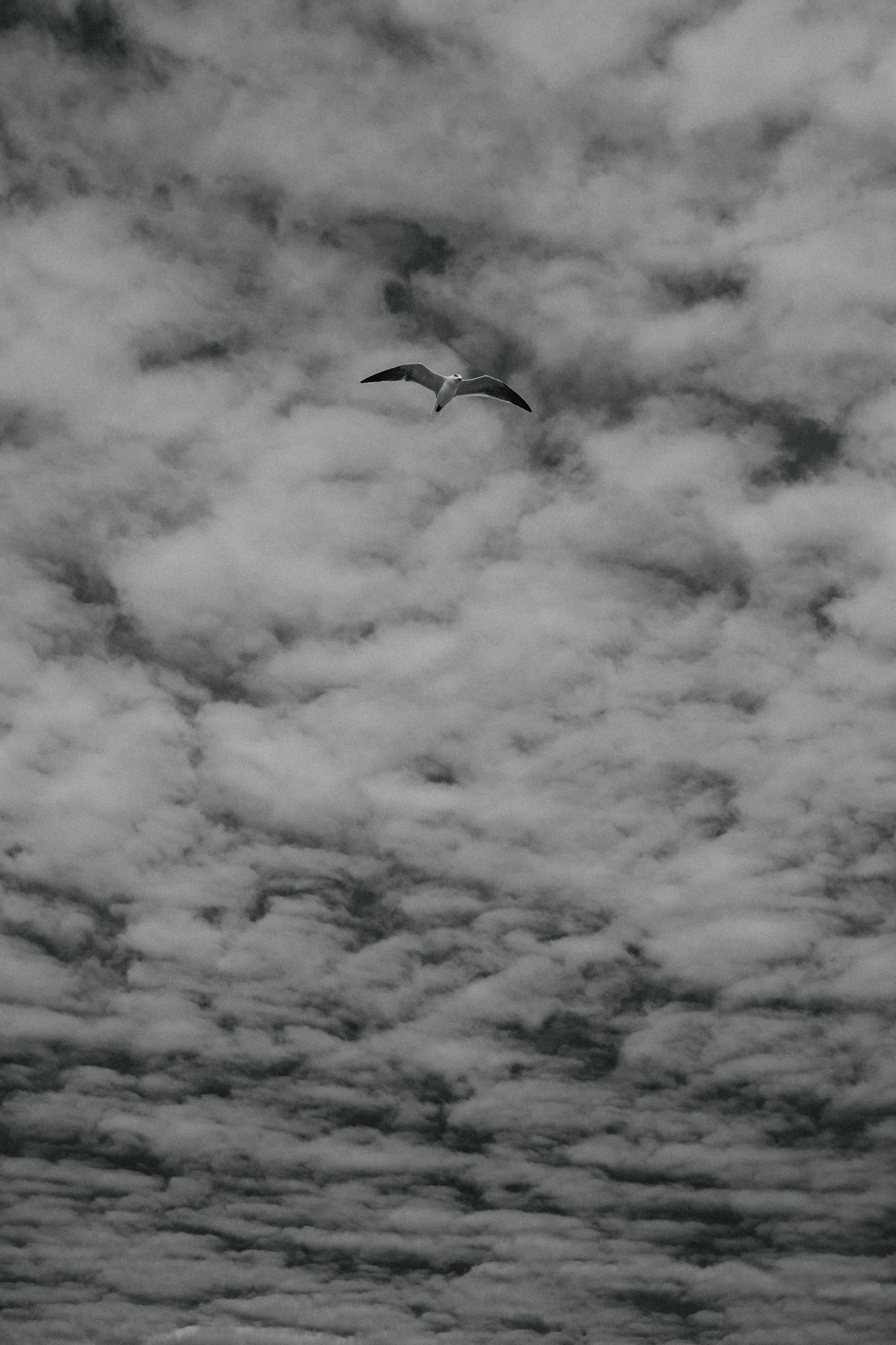 Nocturne in the Sky: A Seabird Carving Through Cloudscape