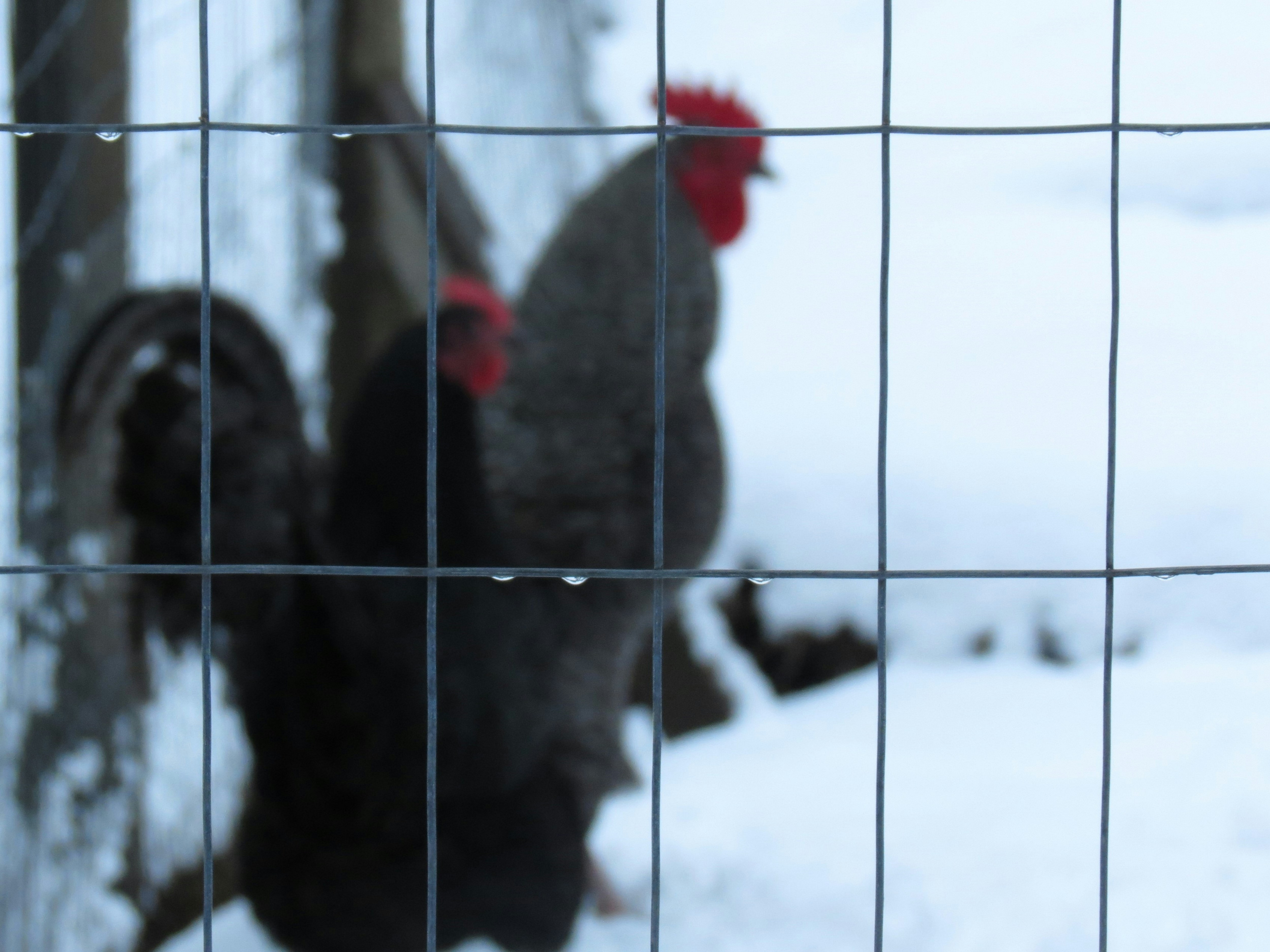 Two chickens are seen through a wire fence, surrounded by a snowy landscape, showcasing their vibrant red combs against the white backdrop.