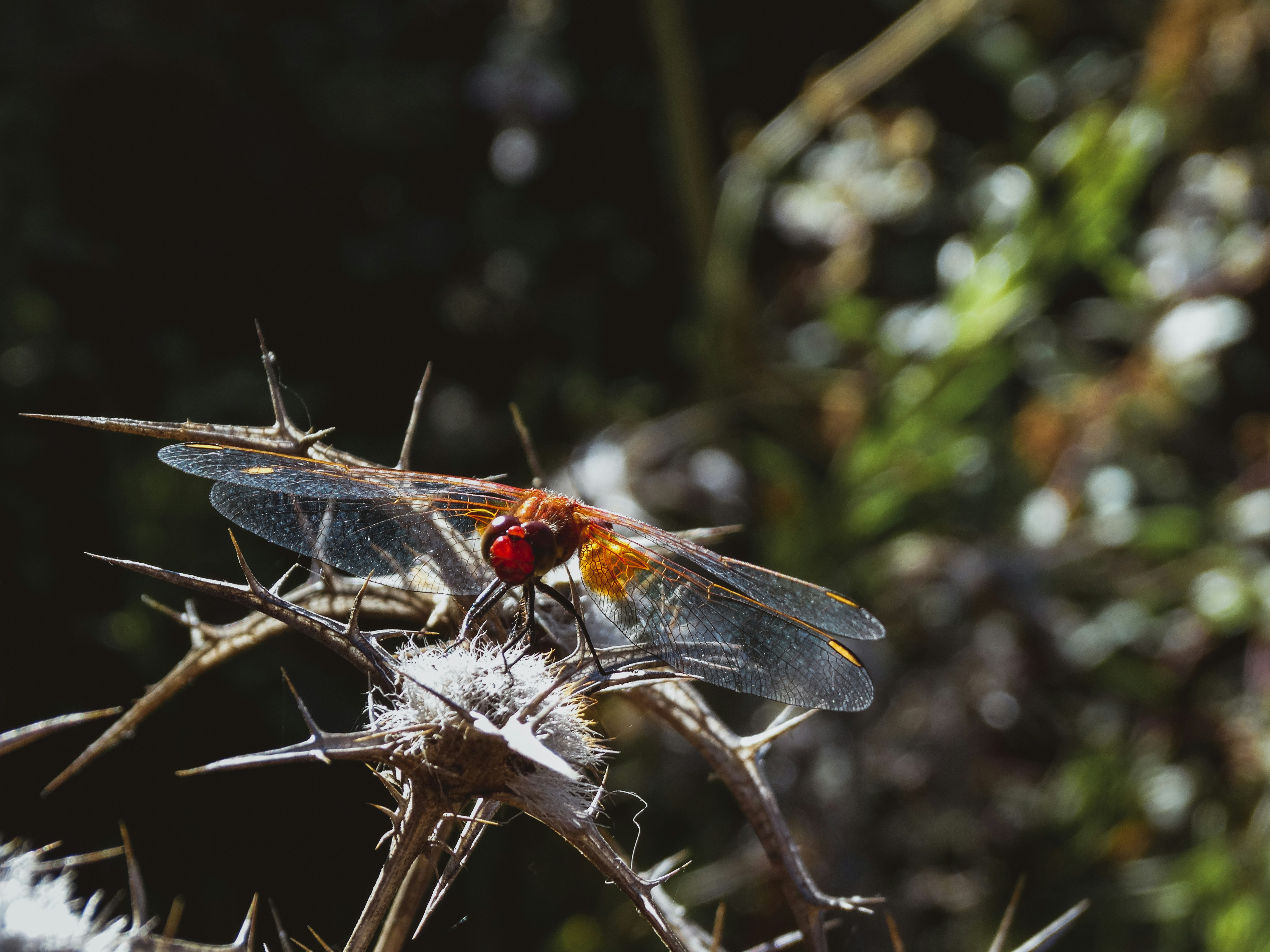 Un insecte rouge et noir assis sur une plante photo – Photo Chile ...