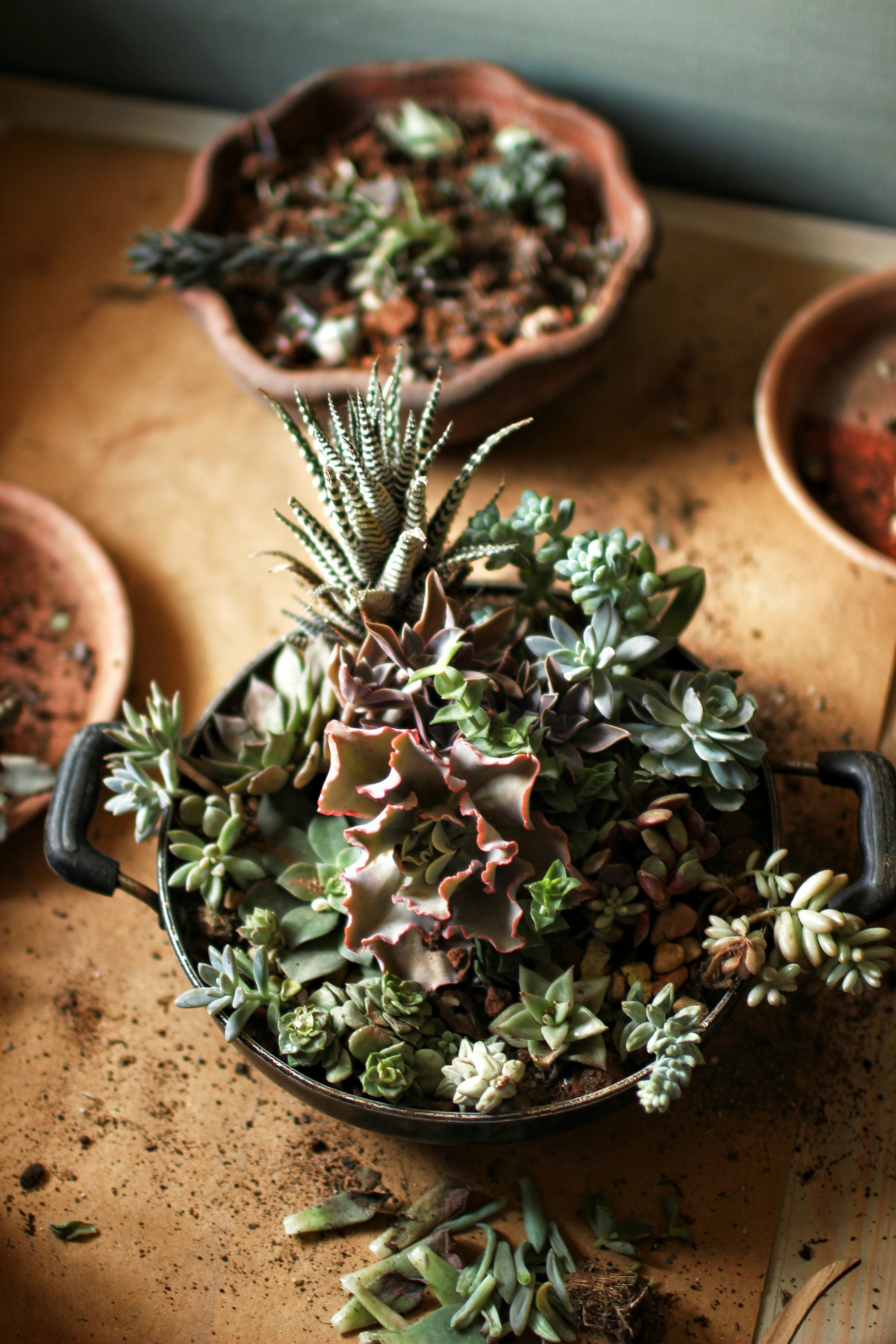 Succulent Mosaic: A Bowlful of Mini Desert Gardens on a Weathered Surface