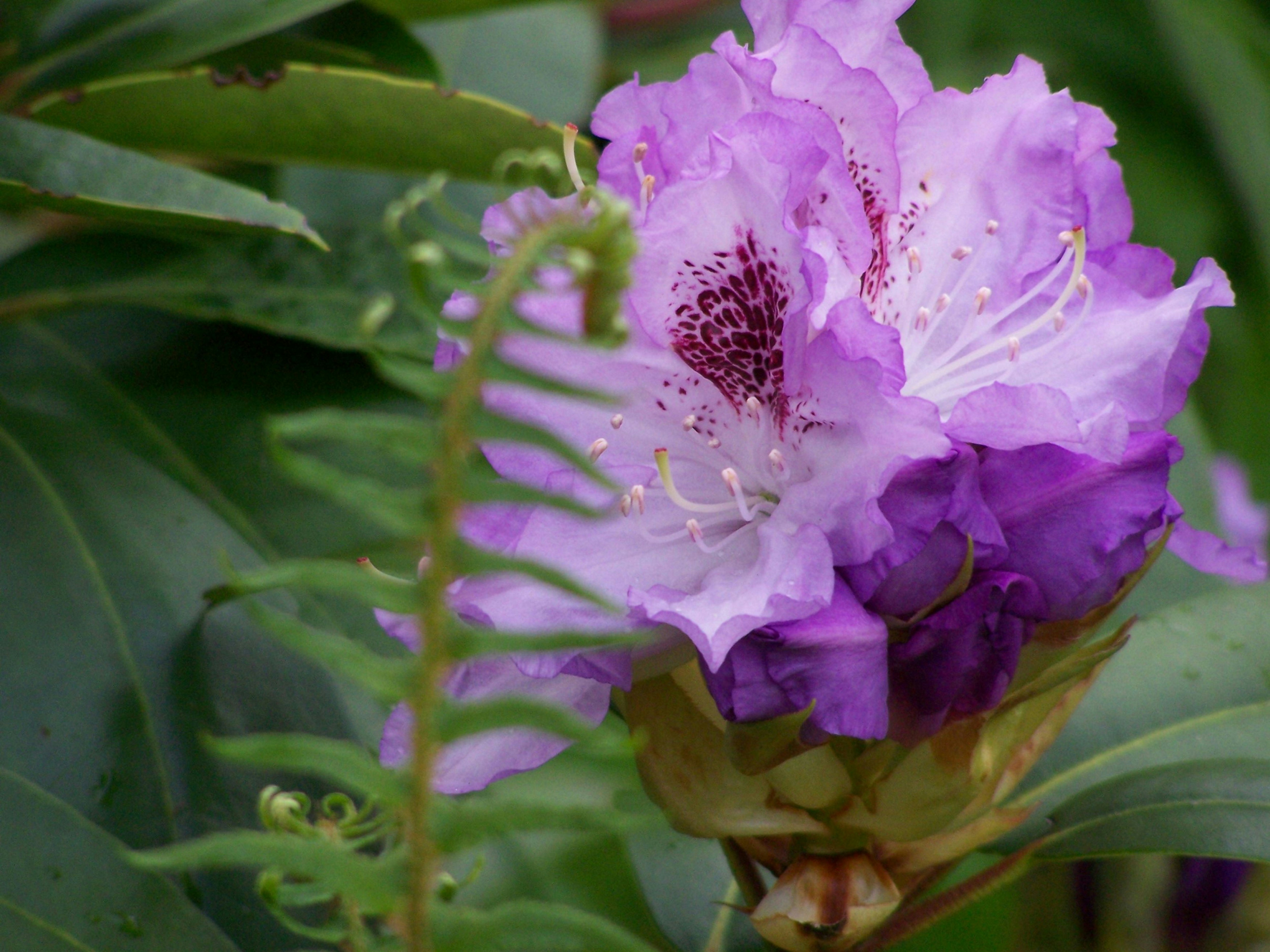 Vibrant rhododendron bloom surrounded by lush green foliage, showcasing intricate petal details and delicate stamens.