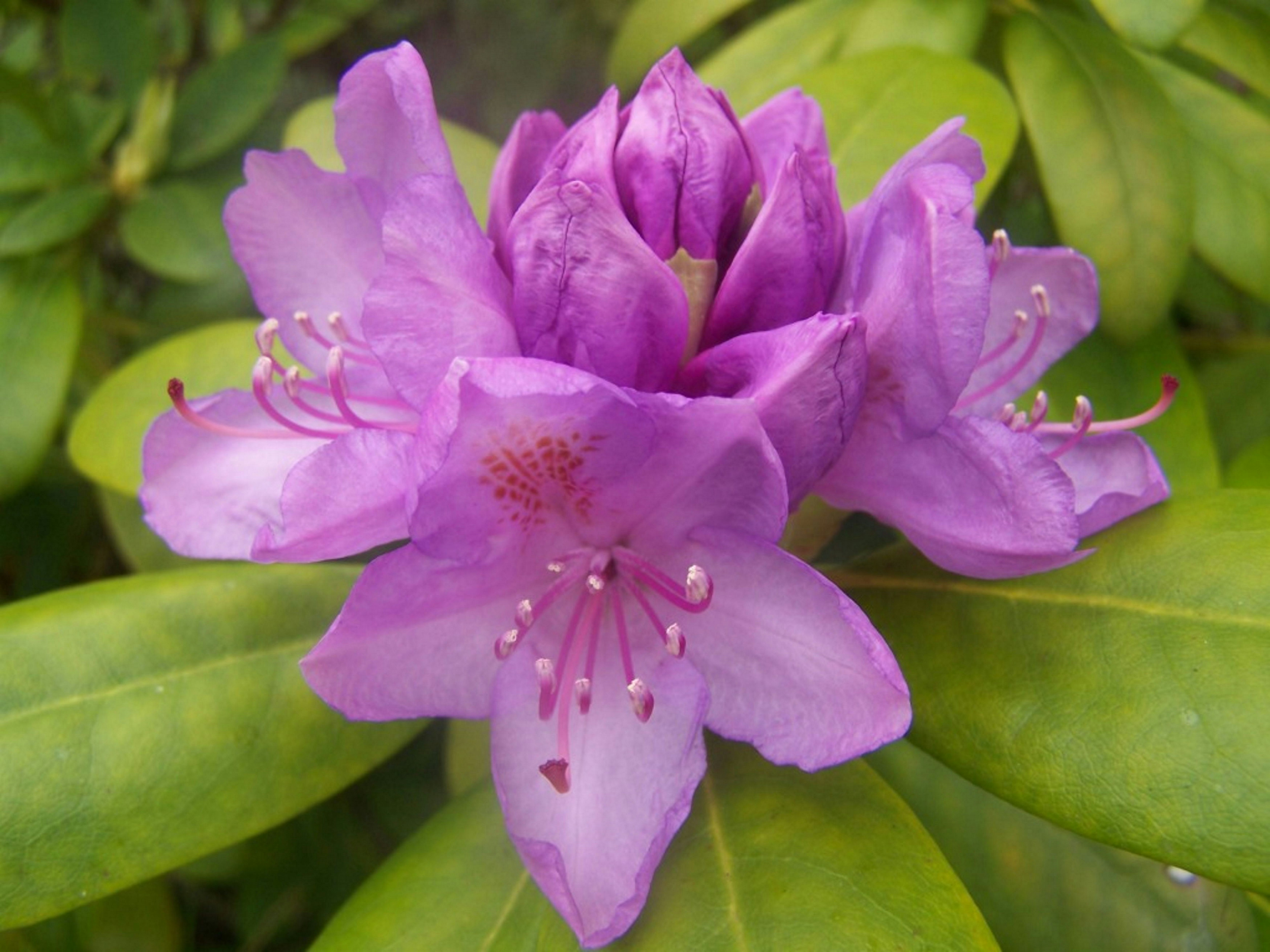 Vibrant purple rhododendron flower nestled among lush green leaves, showcasing intricate petal details and delicate stamen.