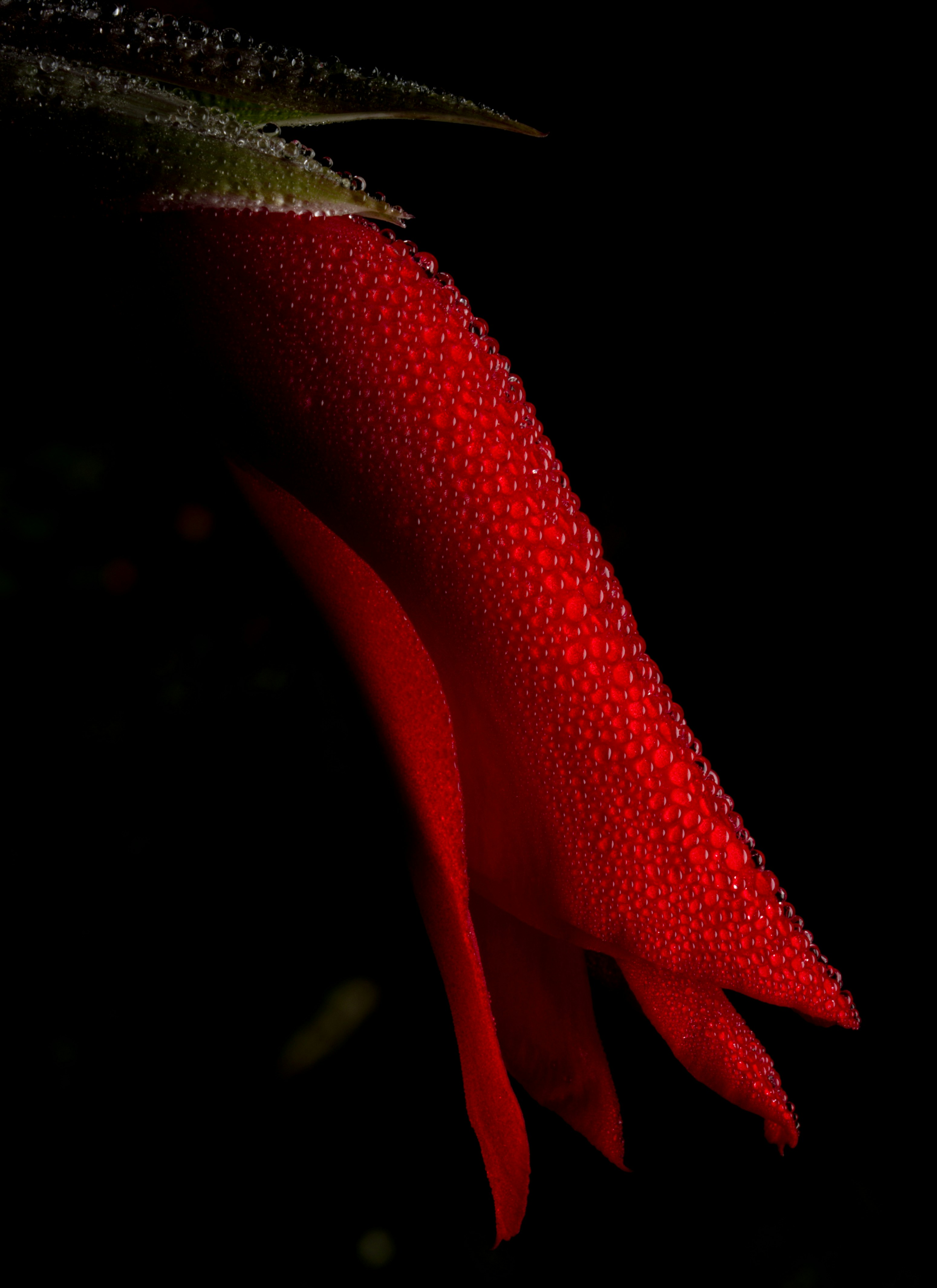 Dew-Kissed Crimson Petal in Velvet Darkness