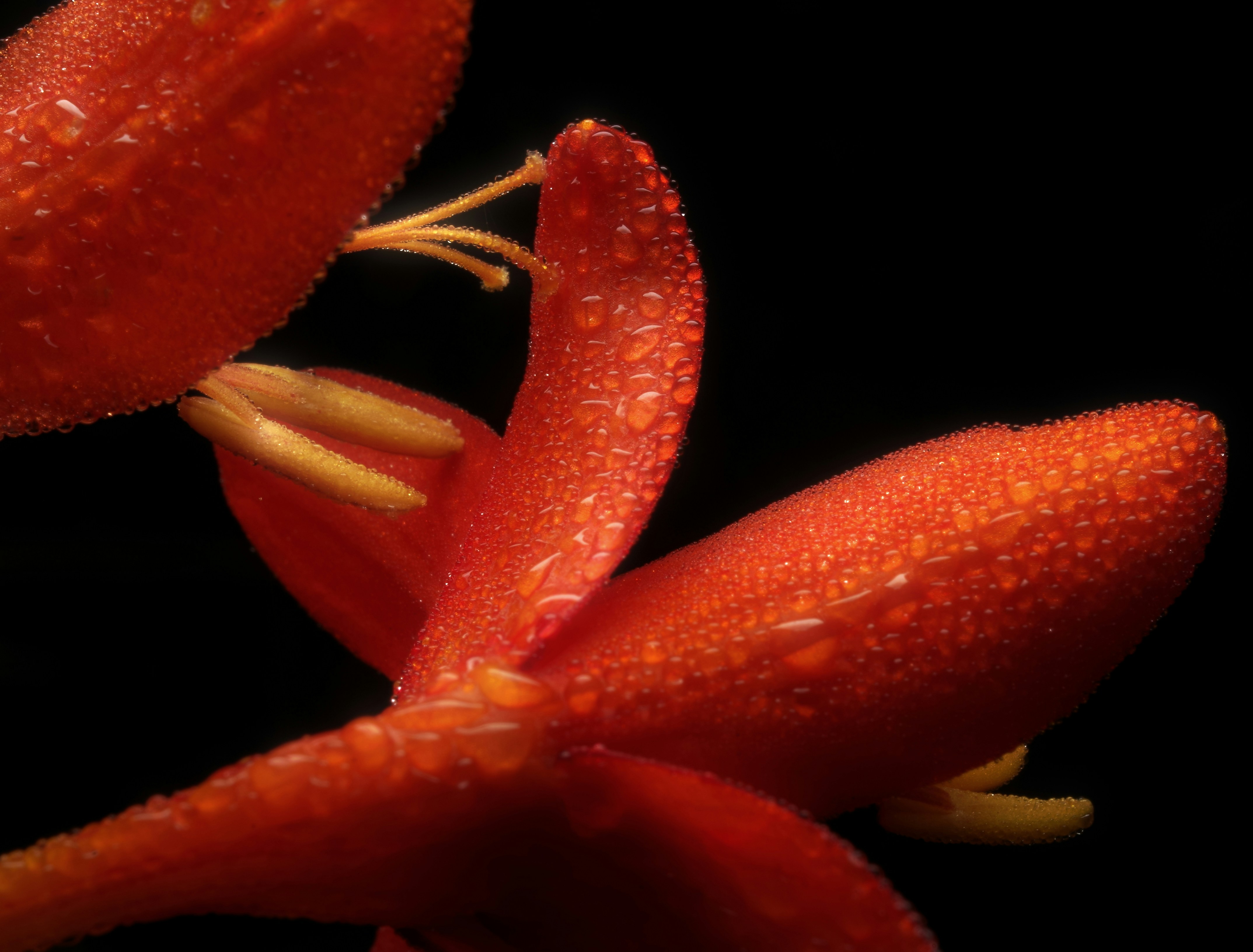 Vibrant red flower petals adorned with glistening water droplets against a stark black background.