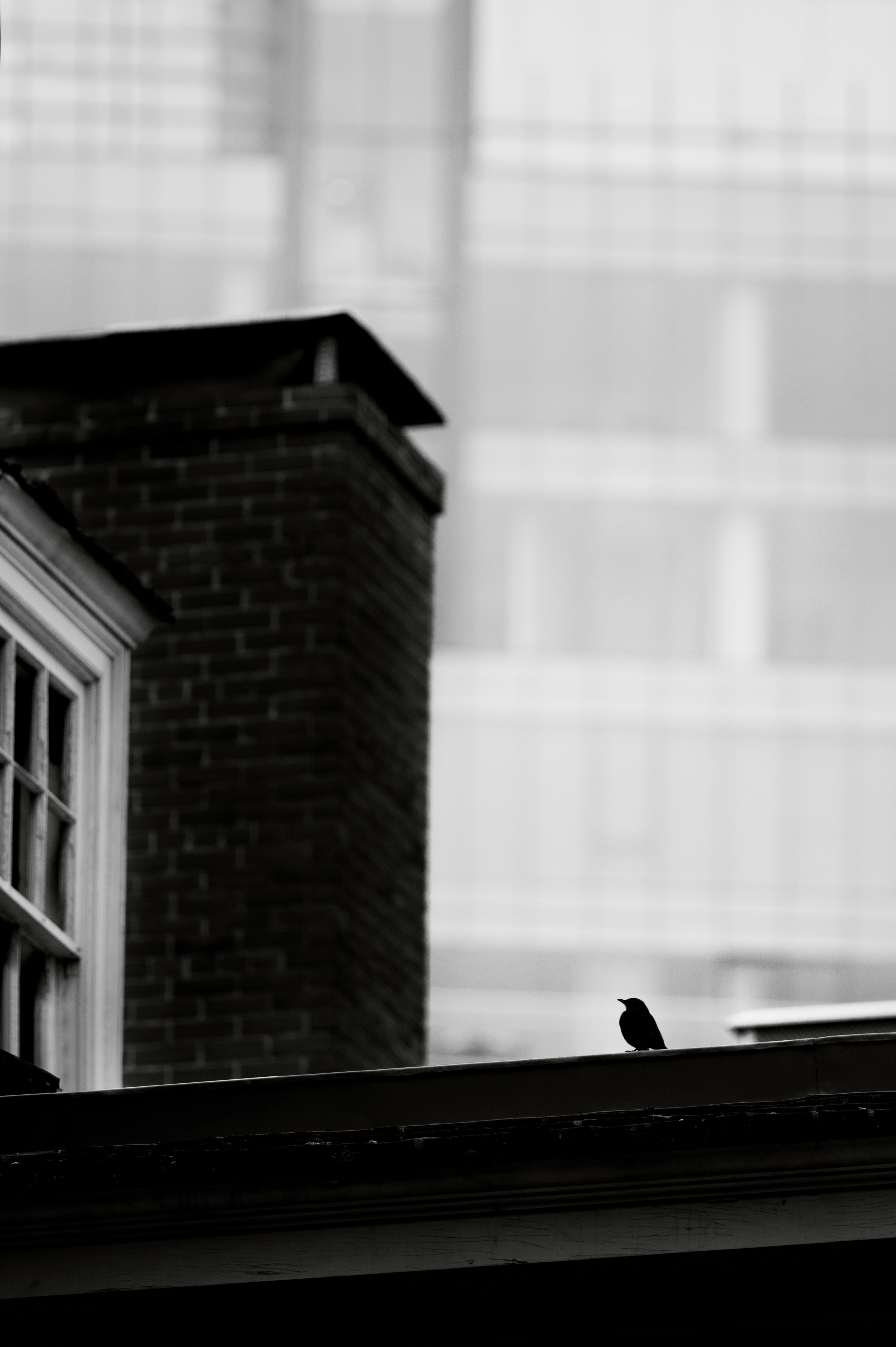 A solitary bird perched on a rooftop, framed against a blurred city backdrop, creating a striking contrast in black and white.